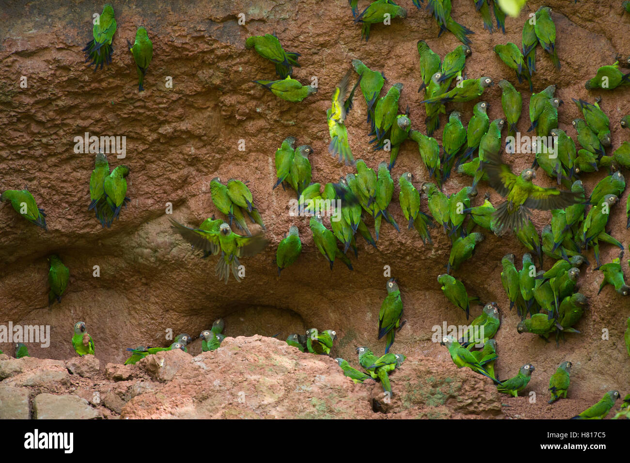 Dusky-headed Parakeet (Aratinga weddellii) flock at clay lick feeding ...