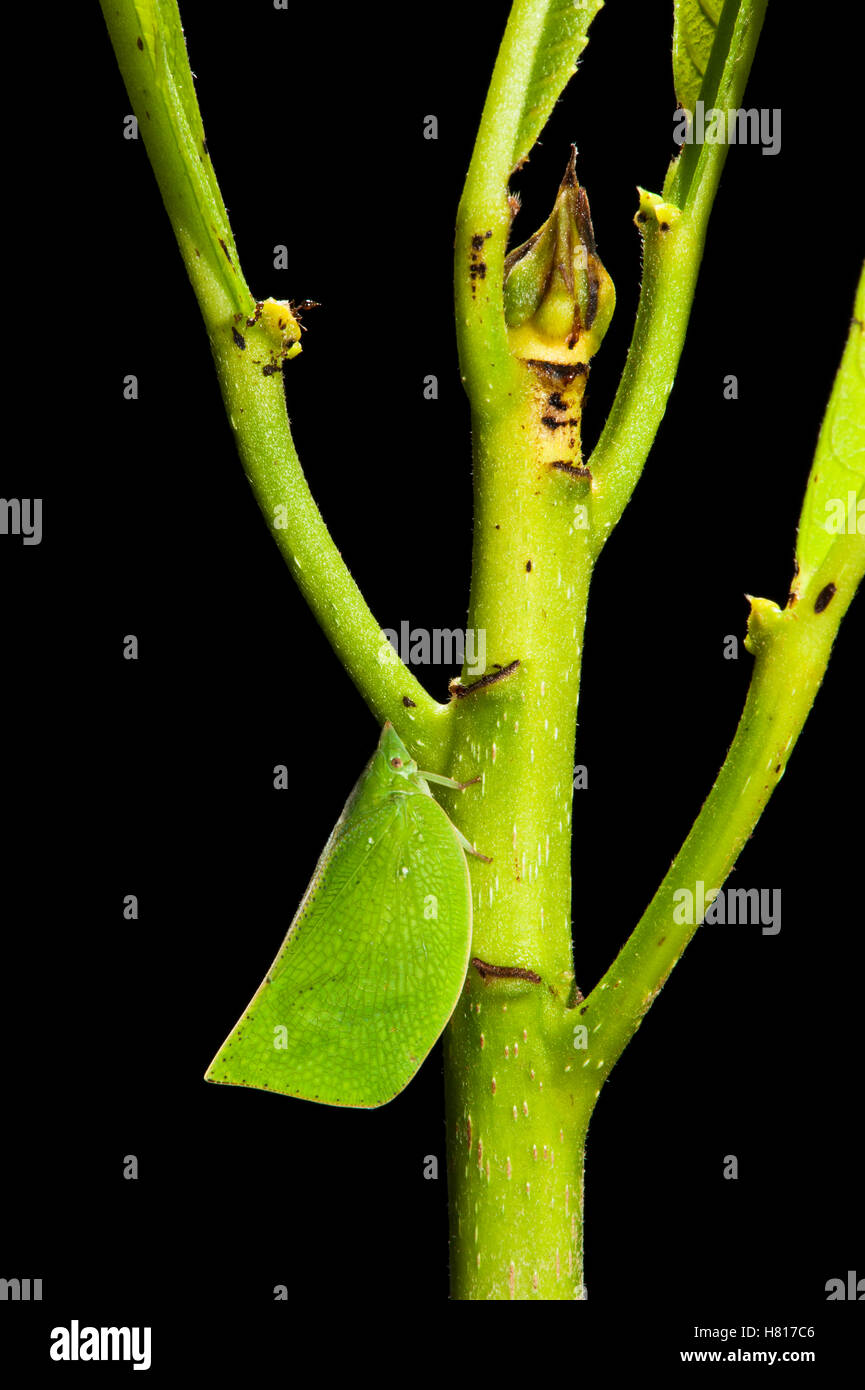 Flatid Planthopper (Flatidae) camouflaged on plant stalk, Yasuni ...