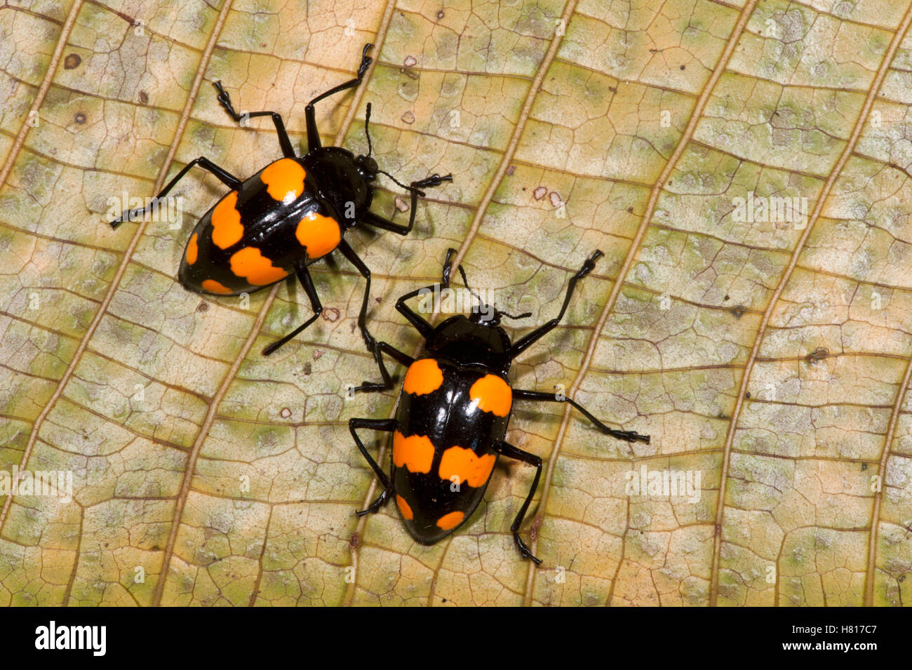 Fungus Beetle (Erotylidae) pair with aposematic coloration, Yasuni ...