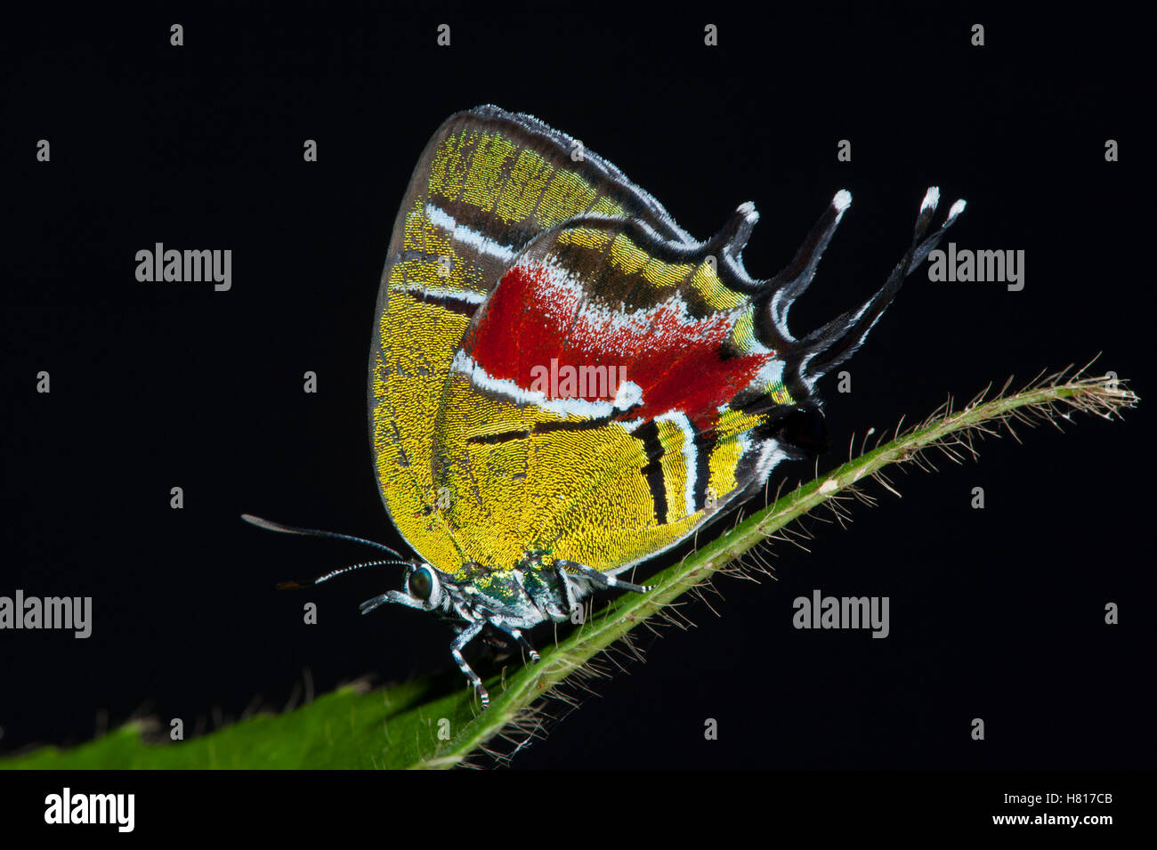 Gossamer-winged Butterfly (Lycaenidae), Yasuni National Park, Amazon ...