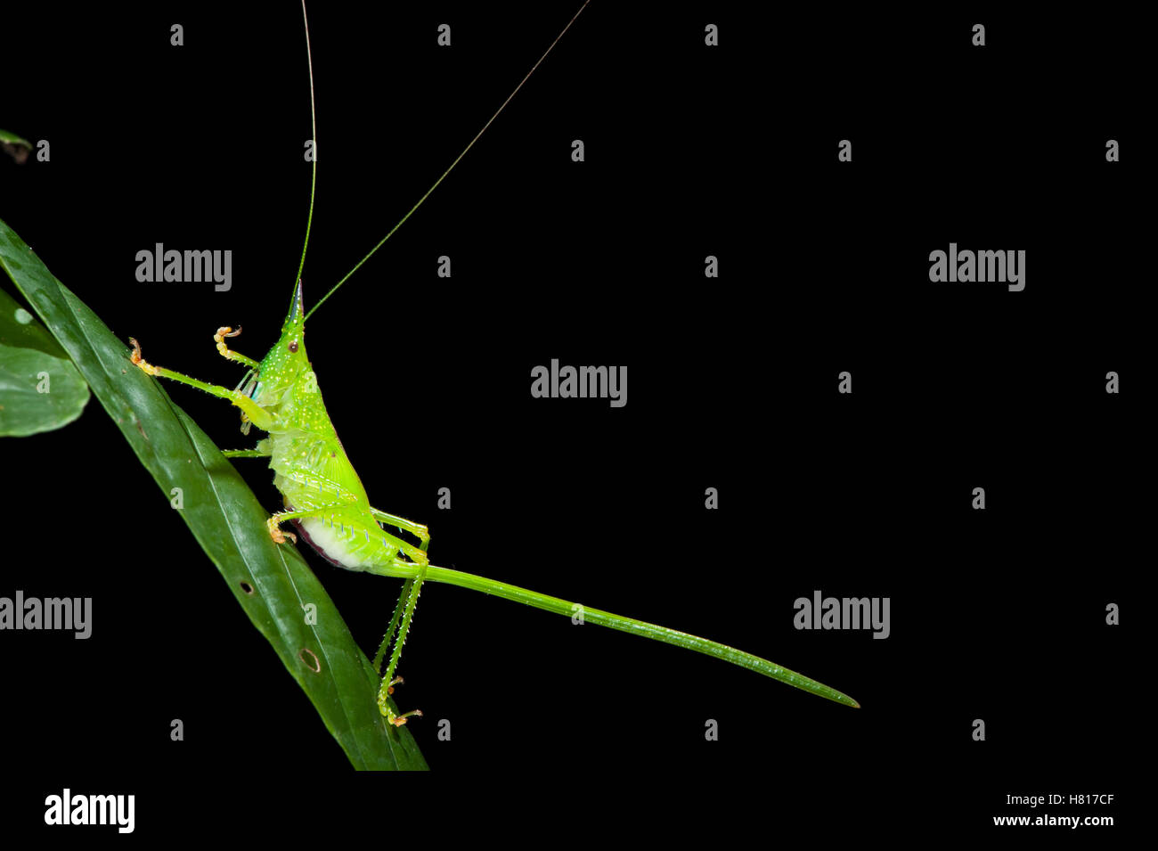 Katydid (Copiphora gracilis) female, Yasuni National Park, Amazon ...