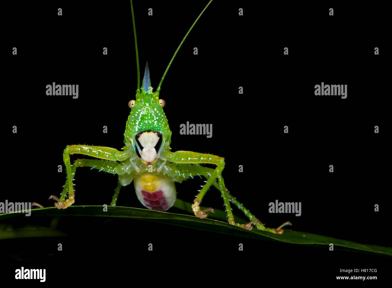 Katydid (Copiphora gracilis) female, Yasuni National Park, Amazon ...