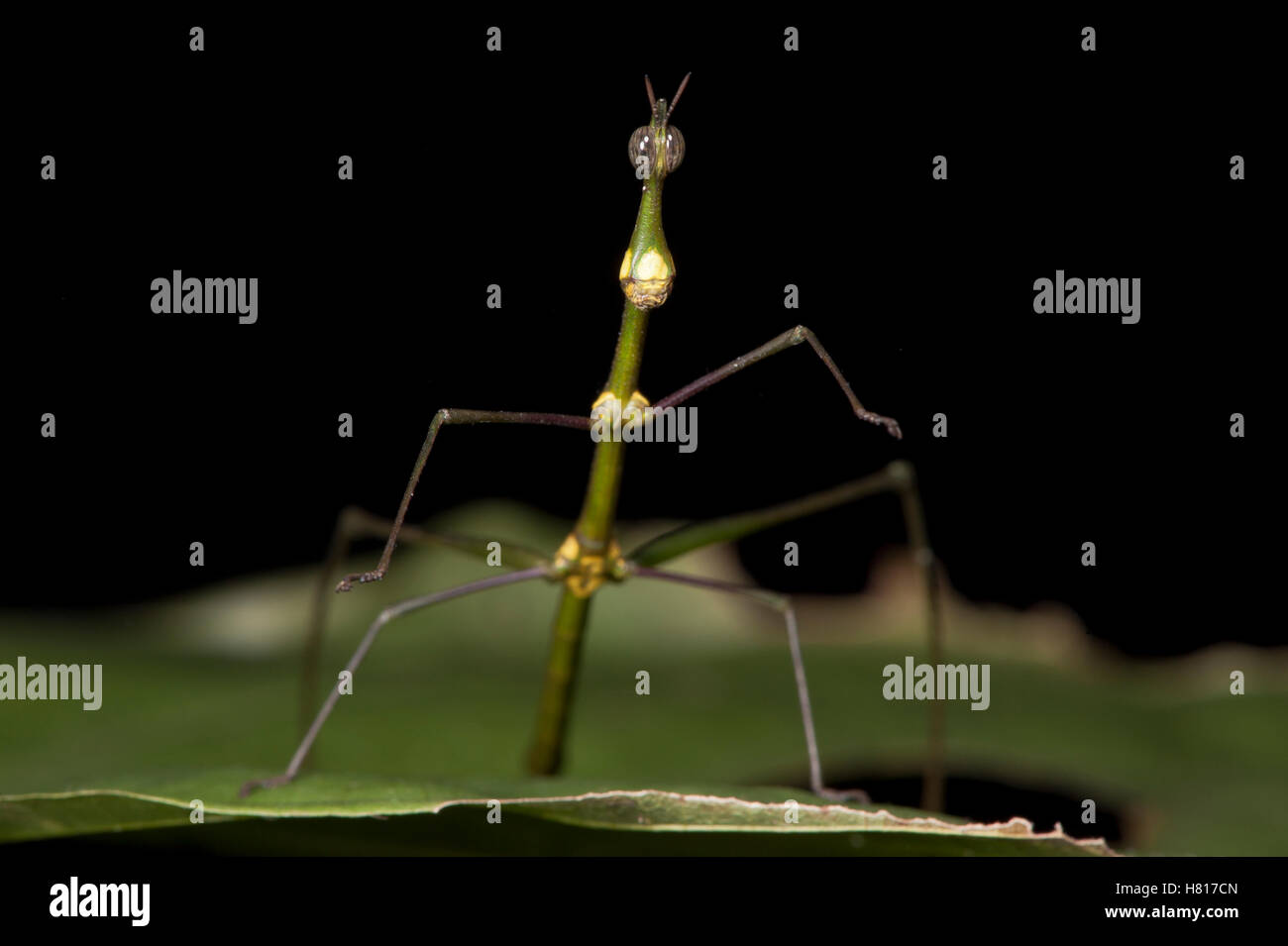 Jumping Stick (Apioscelis bulbosa) female, Yasuni National Park, Amazon ...