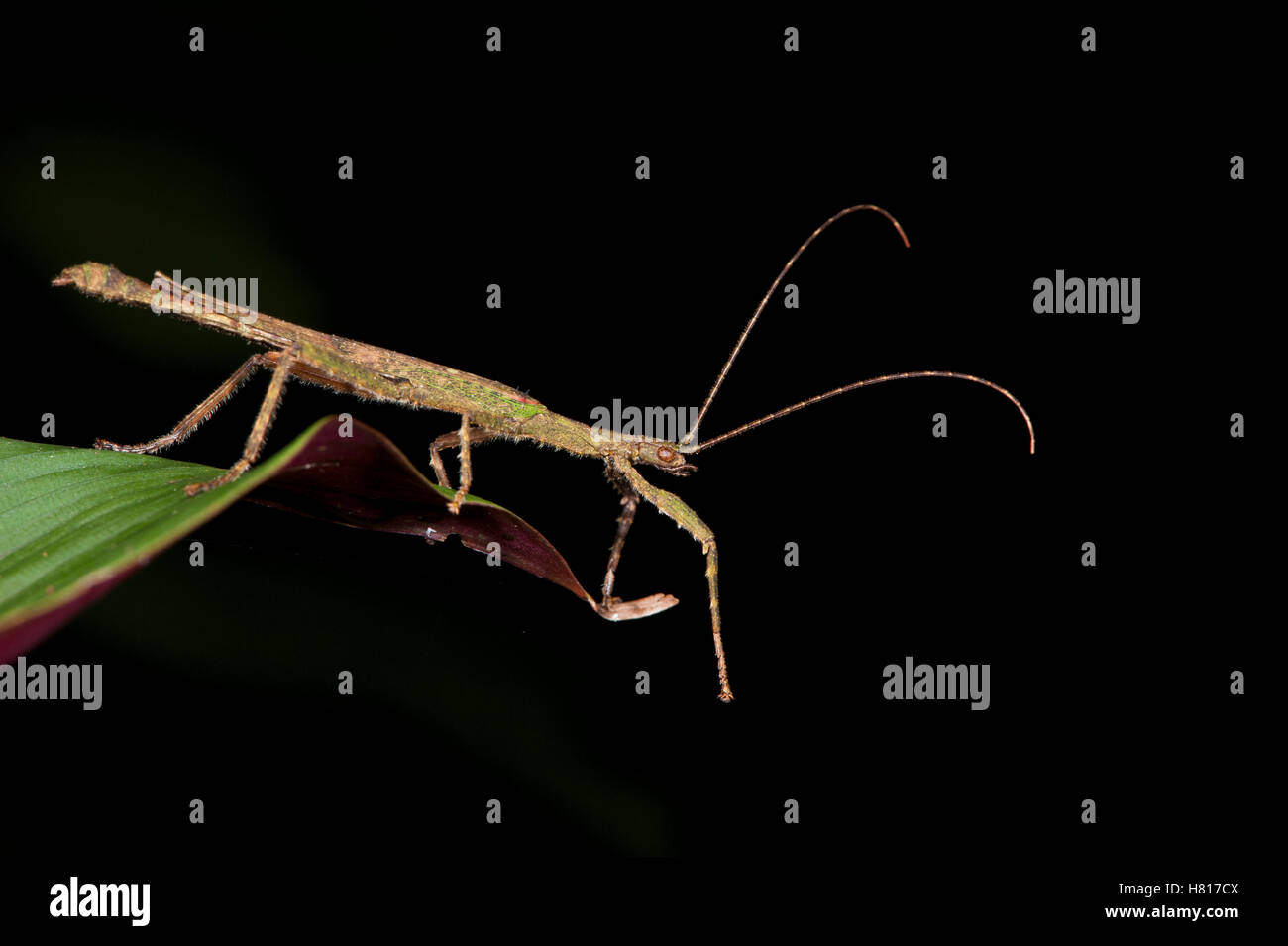 Stick Insect, Yasuni National Park, Amazon, Ecuador Stock Photo - Alamy