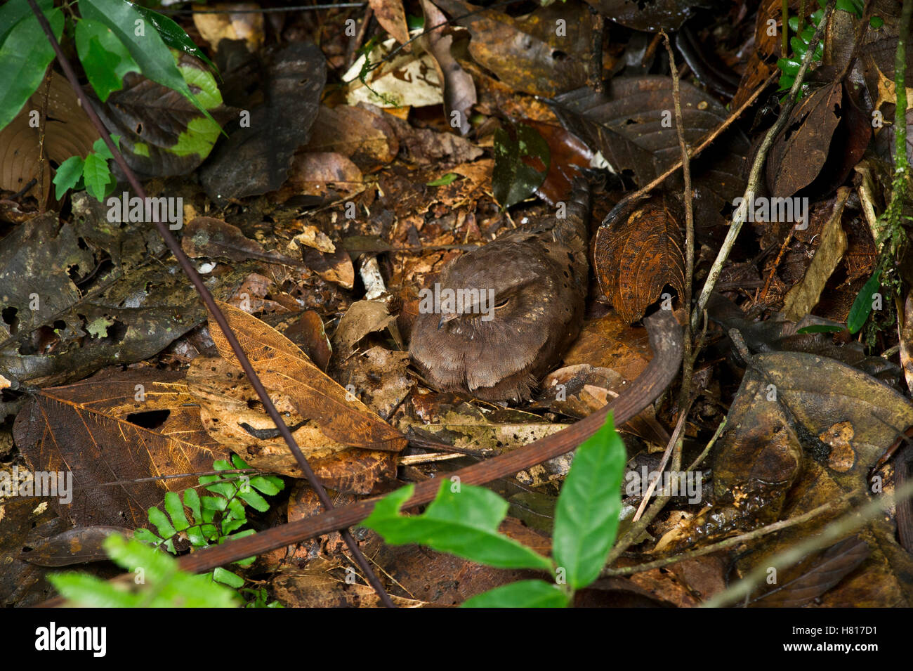 Ocellated Poorwill (Nyctiphrynus ocellatus) sitting on nest, Yasuni ...