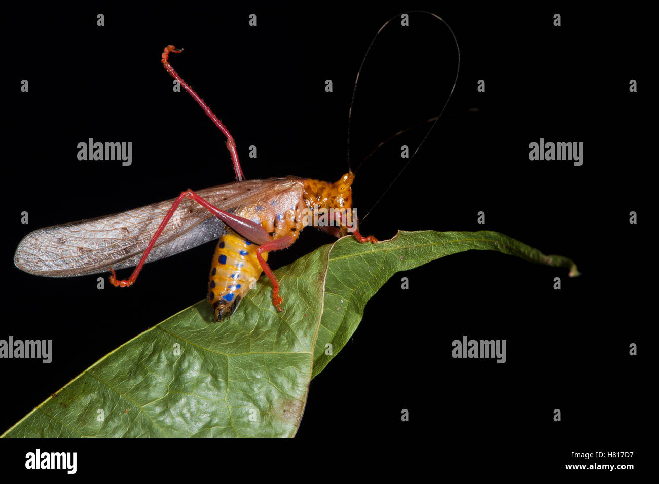 Katydid (Vestria sp), Yasuni National Park, Amazon, Ecuador Stock Photo ...