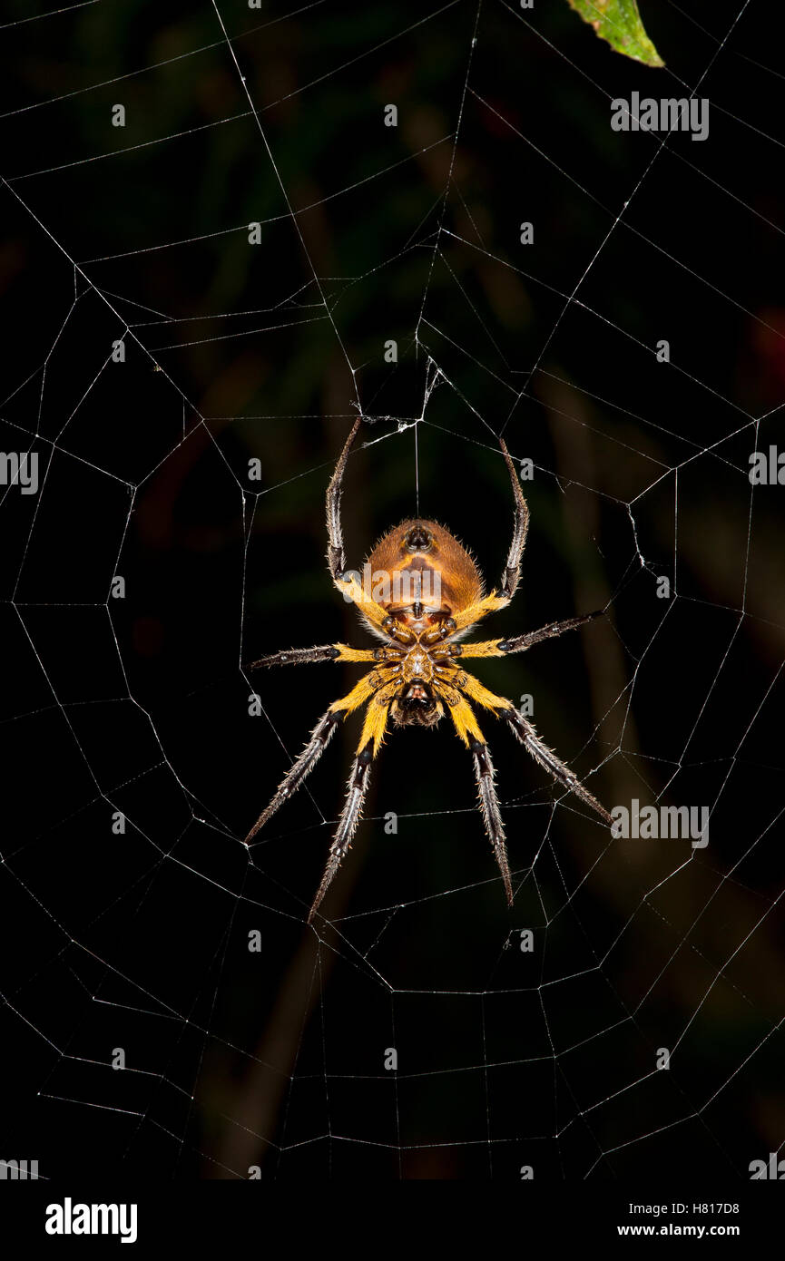 Orb-weaver Spider (Araneidae) in web, Yasuni National Park, Amazon ...