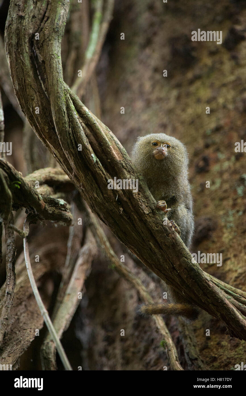 Pygmy Marmoset (Cebuella pygmaea), Yasuni National Park, Amazon ...