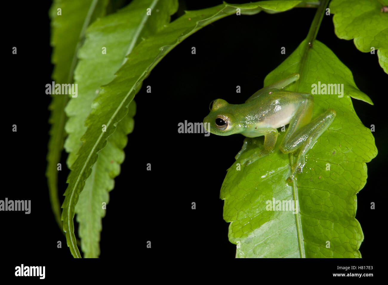 Santa Cecilia Cochran Frog (Cochranella midas), Yasuni National Park ...