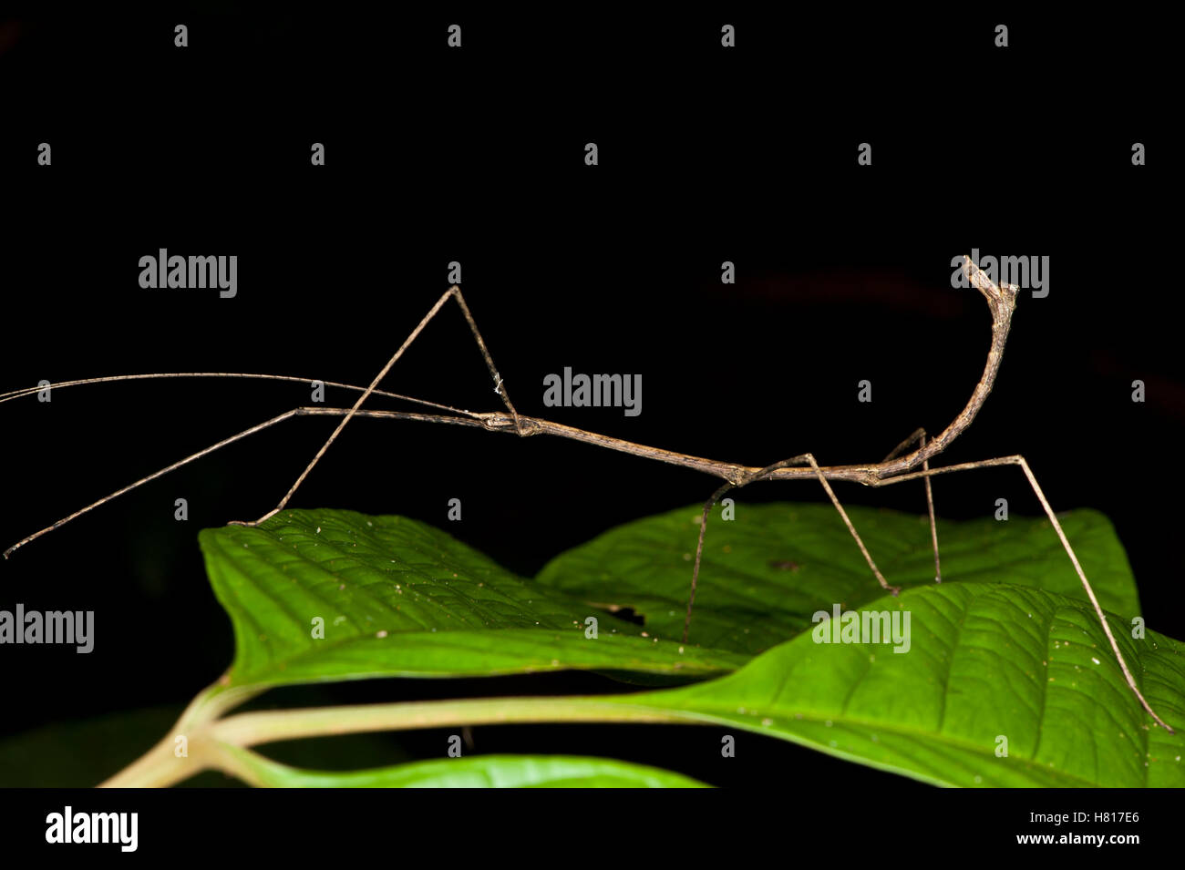 Stick Insect, Yasuni National Park, Amazon, Ecuador Stock Photo - Alamy