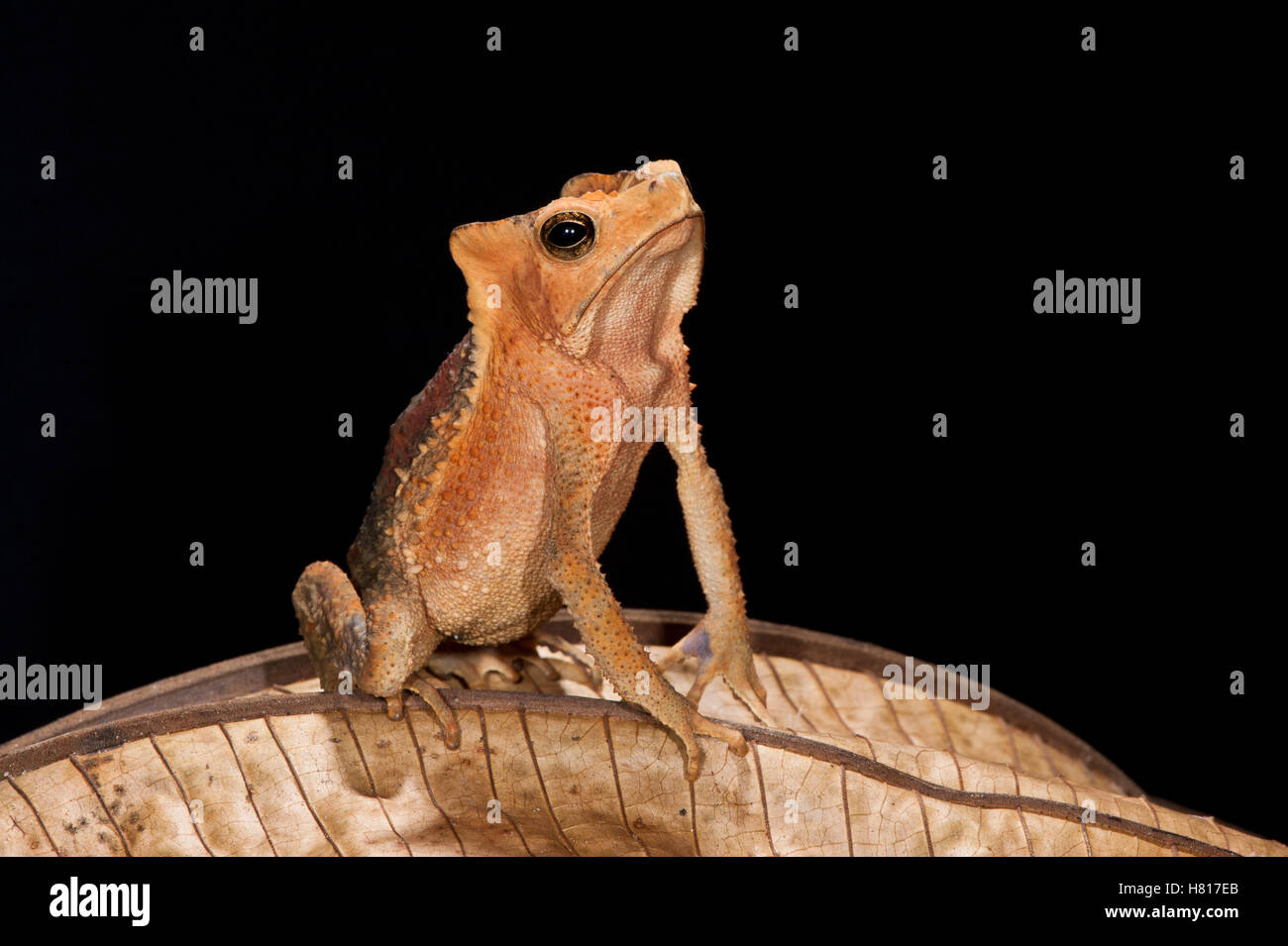 Toad (Bufo sp), Yasuni National Park, Amazon, Ecuador Stock Photo - Alamy
