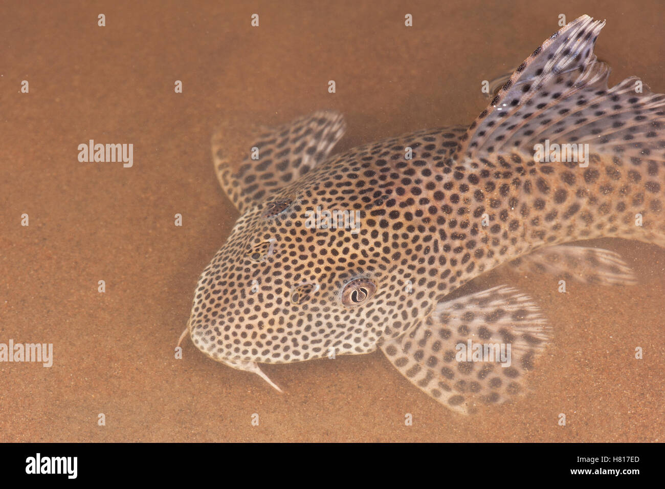 Suckermouth Catfish (Hypostomus sp), Yasuni National Park, Amazon ...