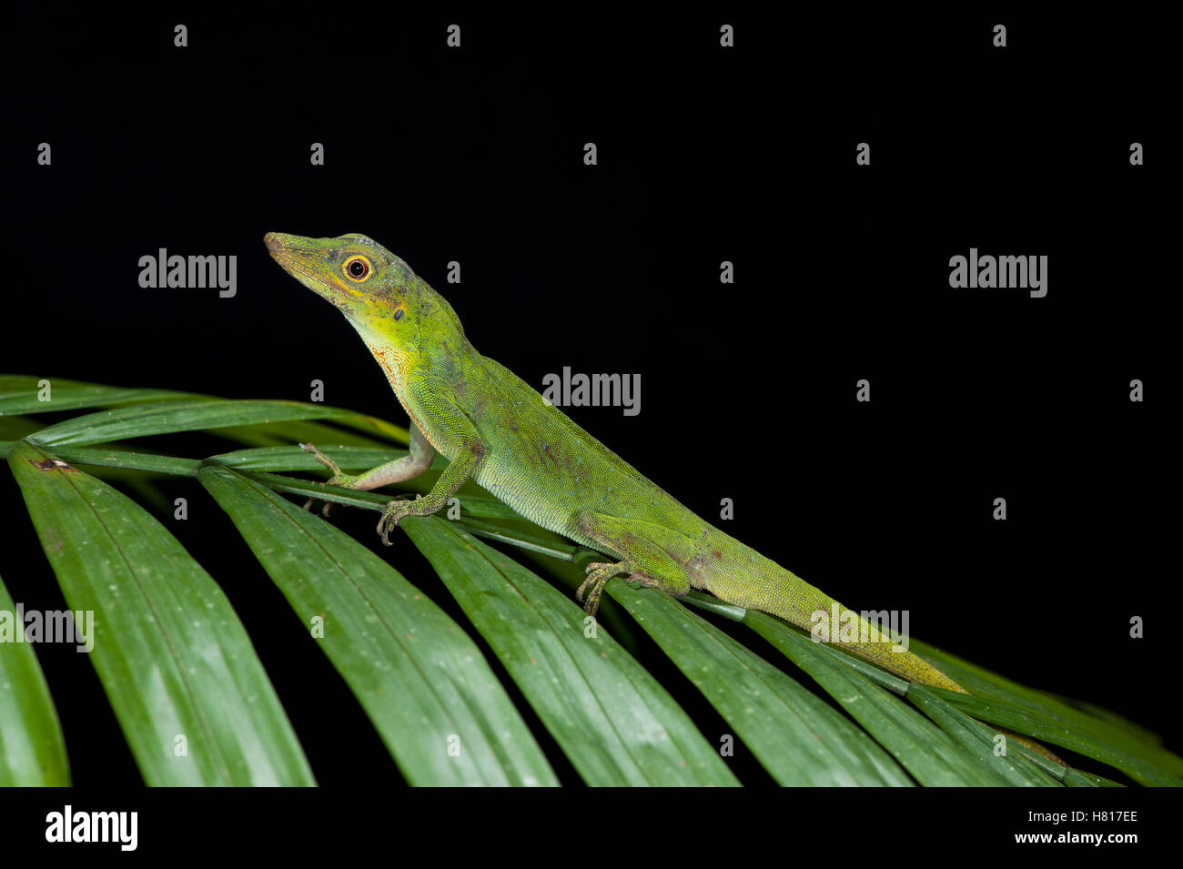 Spotted Anole (Anolis punctatus), Yasuni National Park, Amazon, Ecuador ...