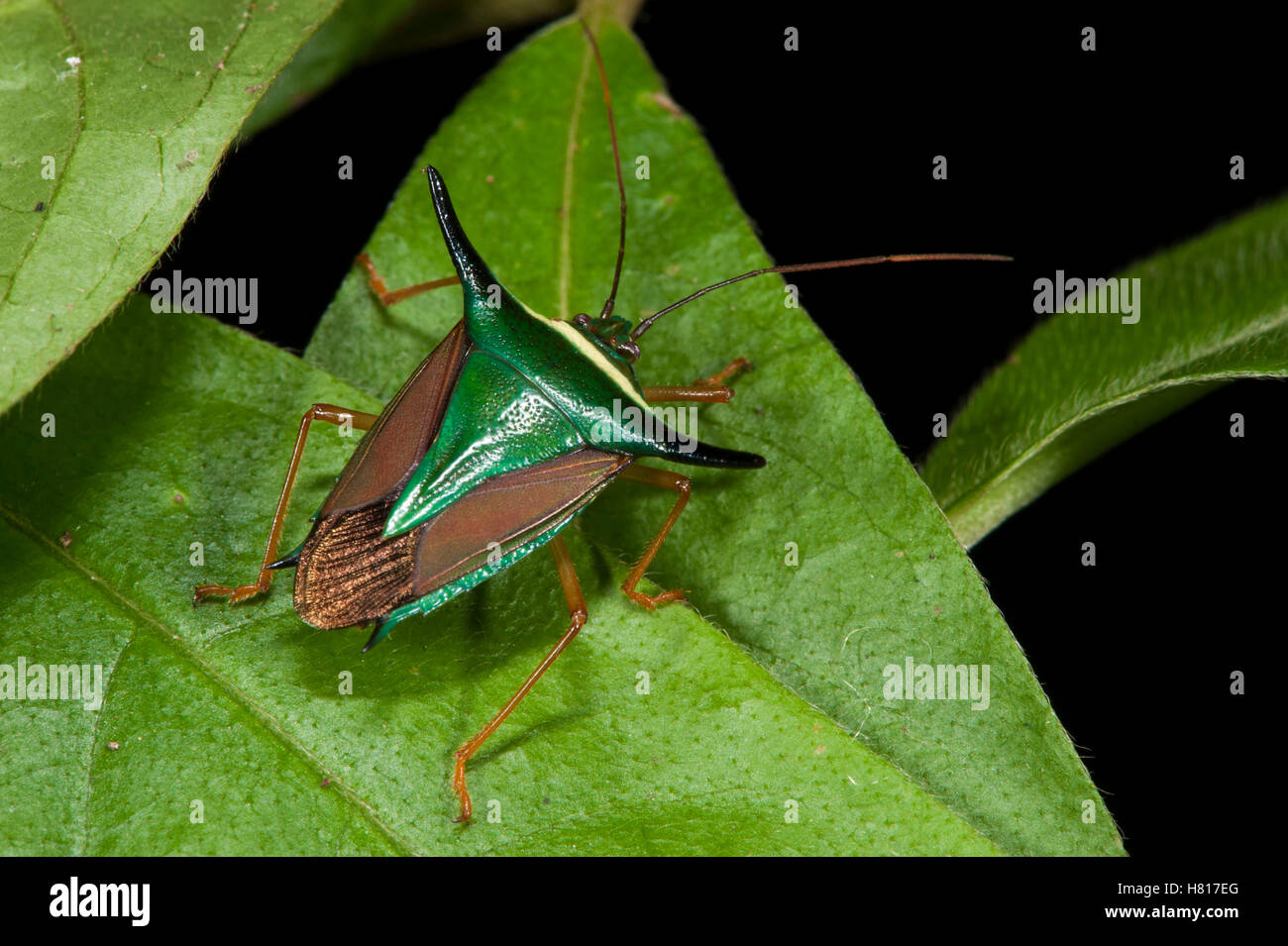 Stink Bug (Edessa sp), Yasuni National Park, Amazon, Ecuador Stock ...