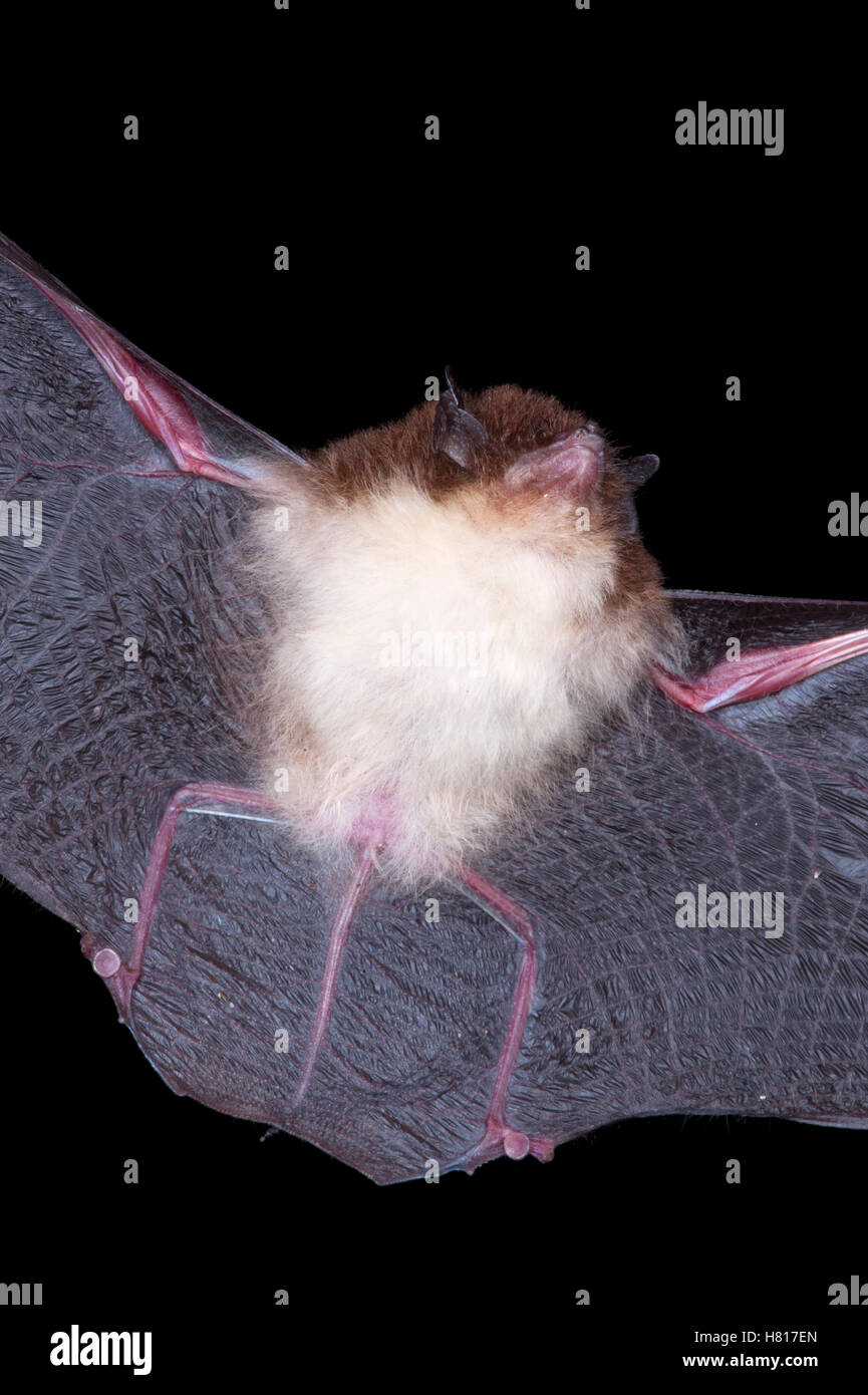 Spix's Disk-winged Bat (Thyroptera tricolor) flying showing discs on ...