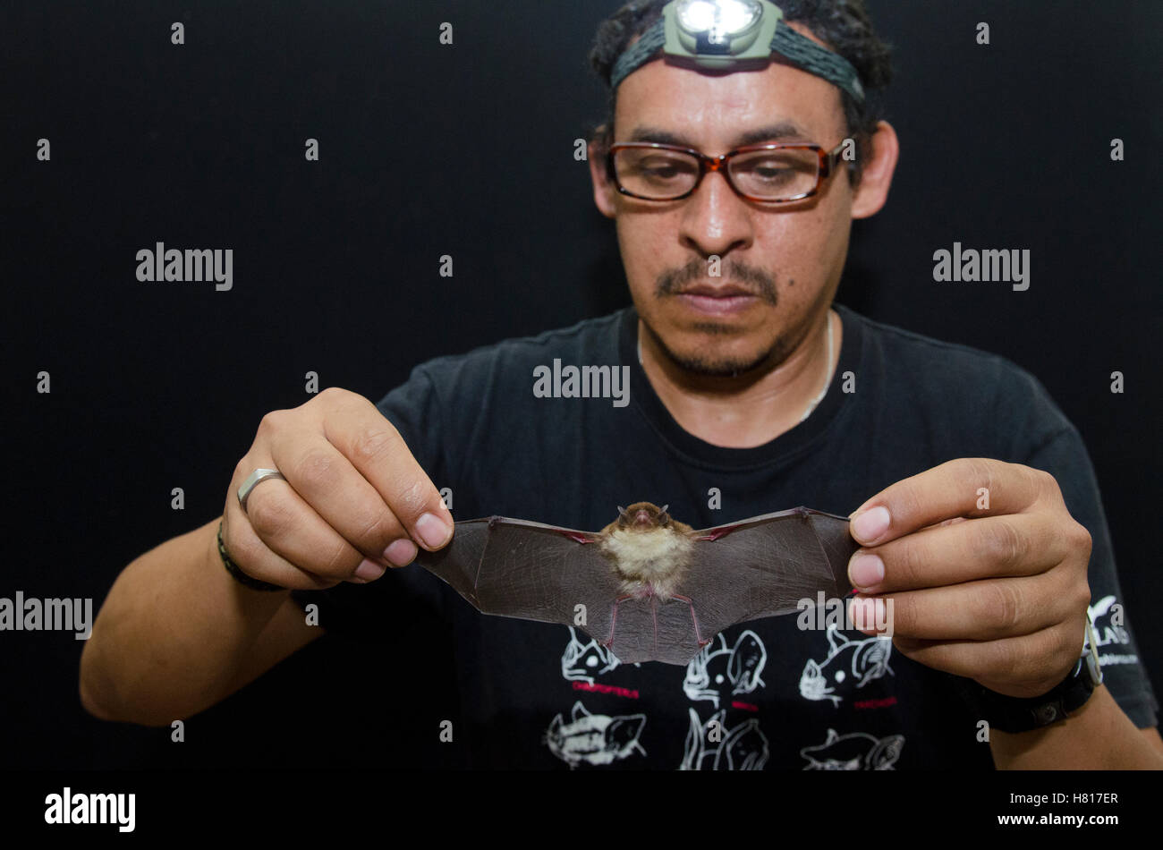 Spix's Disk-winged Bat (Thyroptera tricolor) with bat researcher Jaime ...