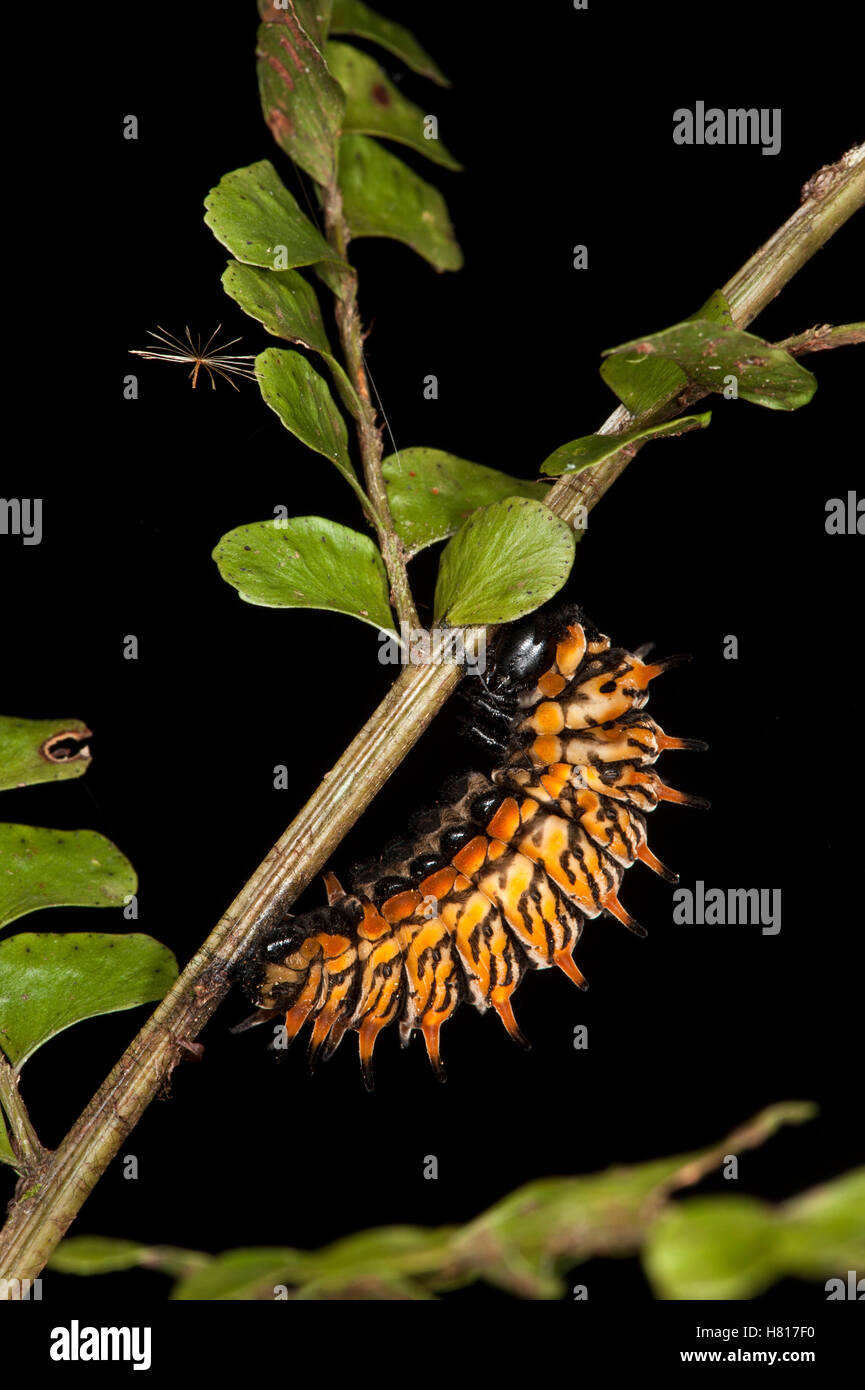 Swallowtail (Papilionidae) caterpillar pupating, Yasuni National Park ...