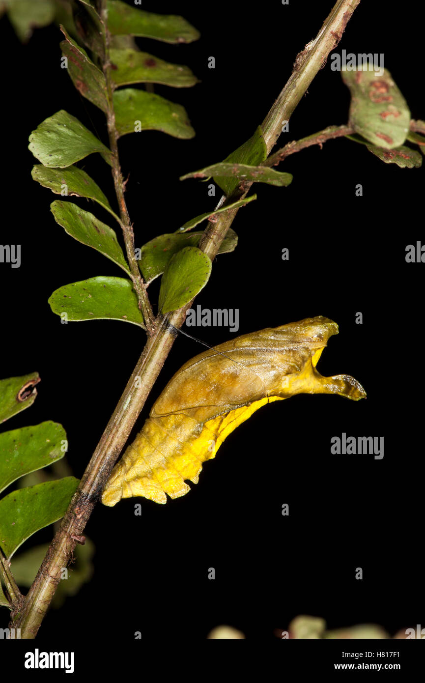 Swallowtail (Papilionidae) caterpillar pupating, Yasuni National Park ...