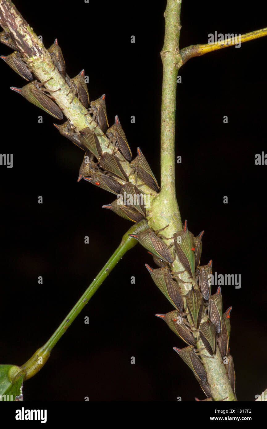 Treehopper (Potnia gladiator) group, Yasuni National Park, Amazon ...