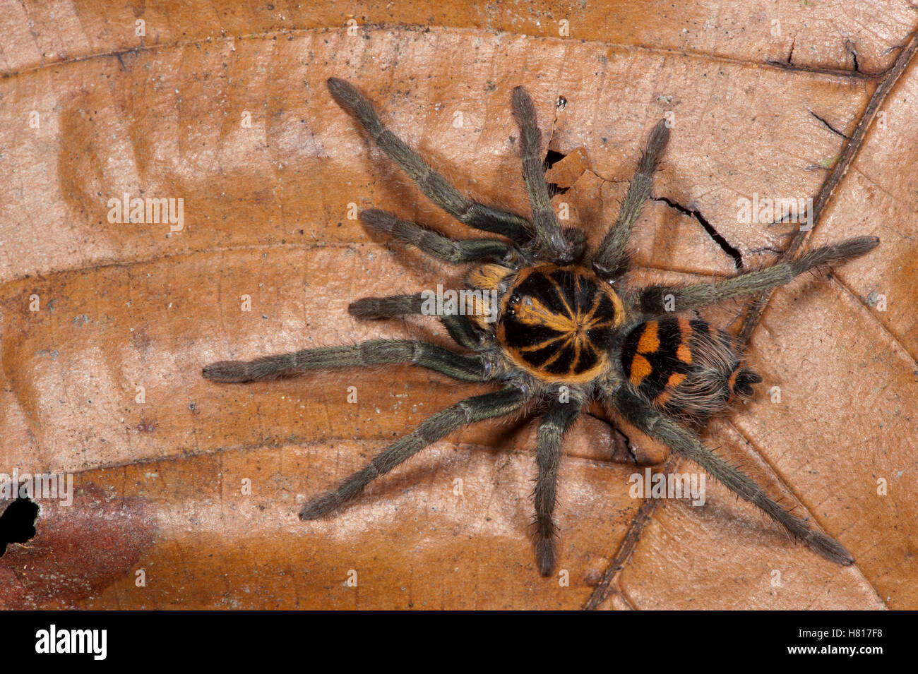 Tarantula (Theraphosidae), newly discovered species, Yasuni National ...