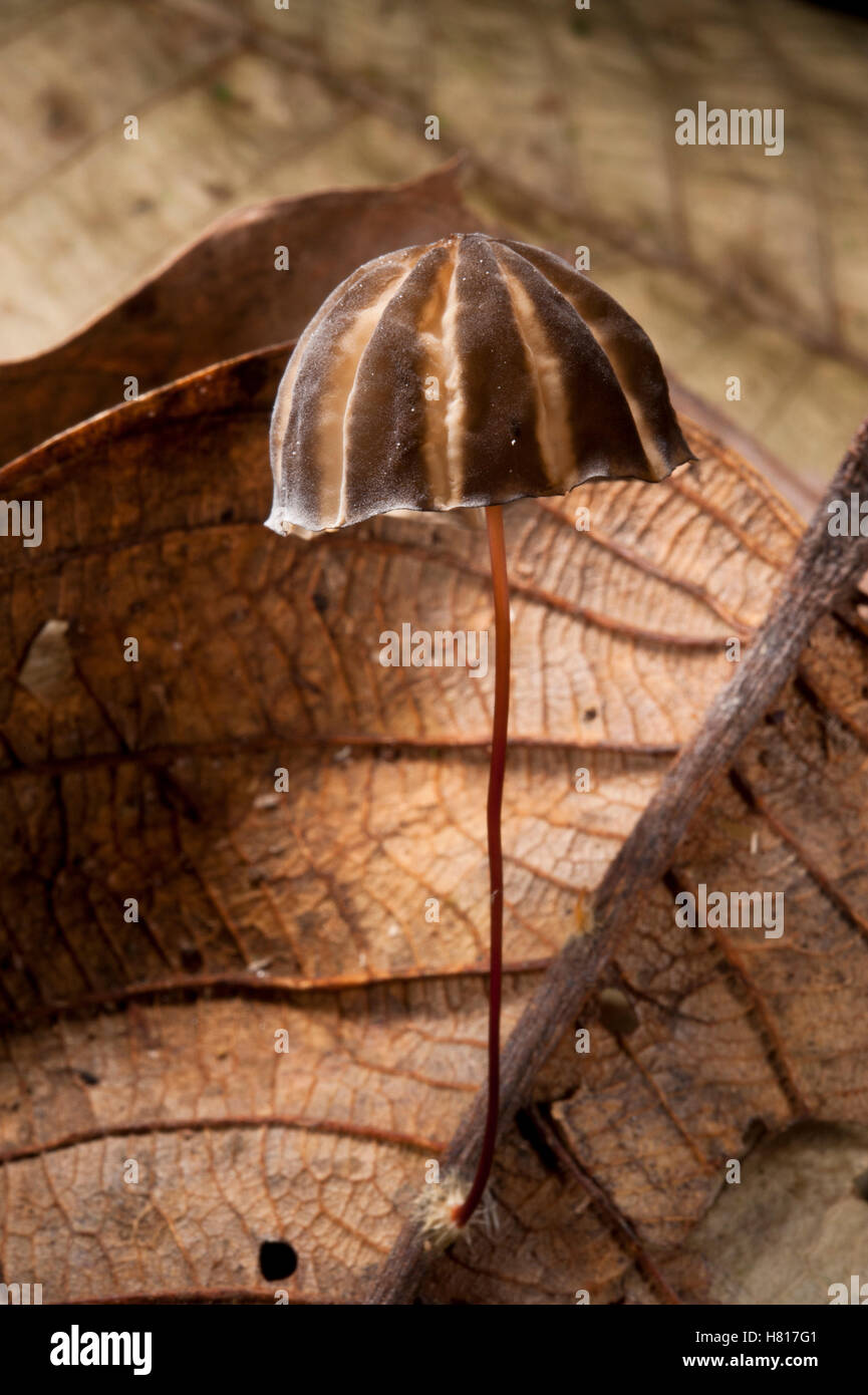 Gill Mushroom (Marasmius sp), Yasuni National Park, Amazon, Ecuador ...