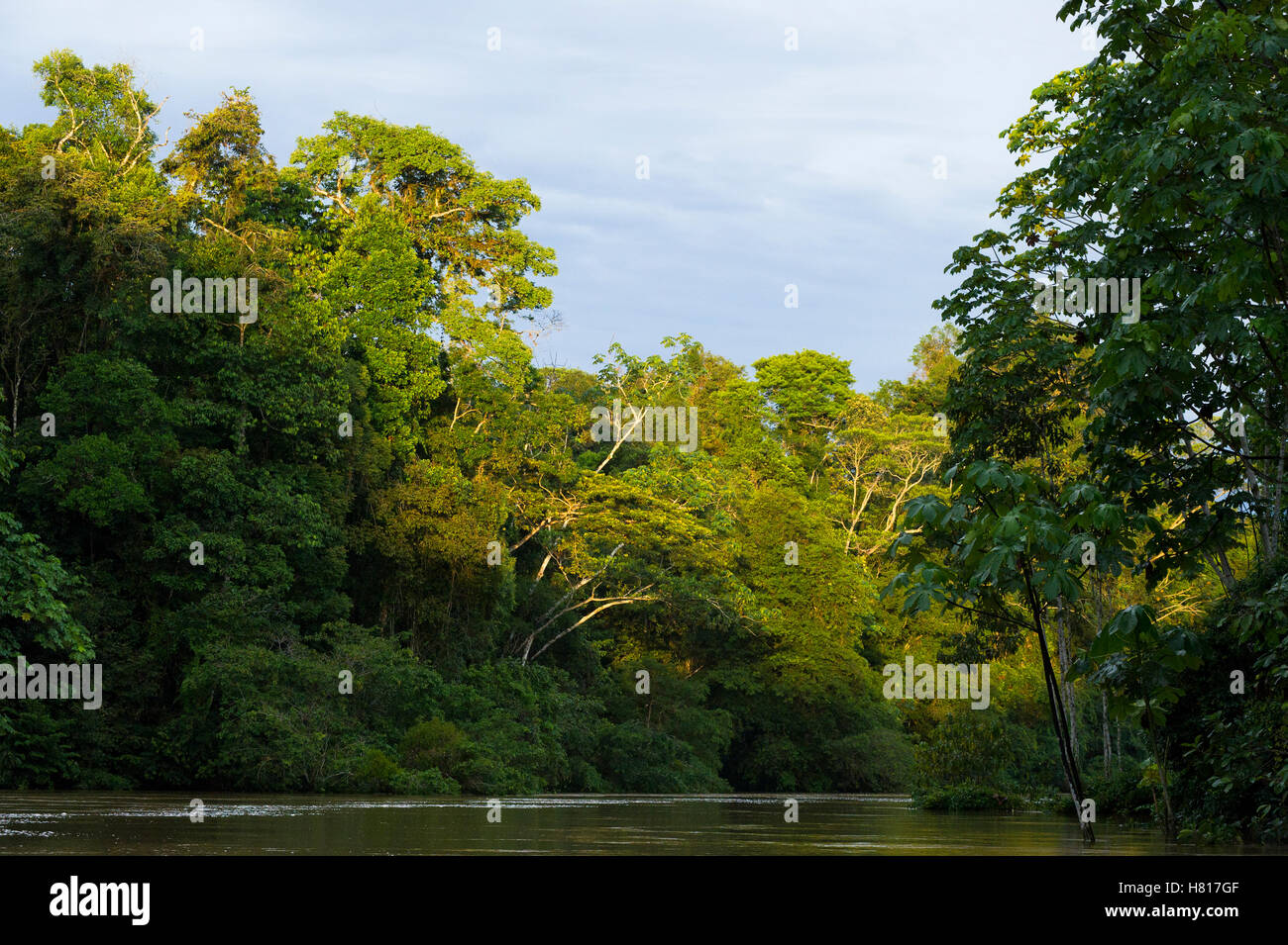 Tiputini River, Yasuni National Park, Amazon, Ecuador Stock Photo - Alamy
