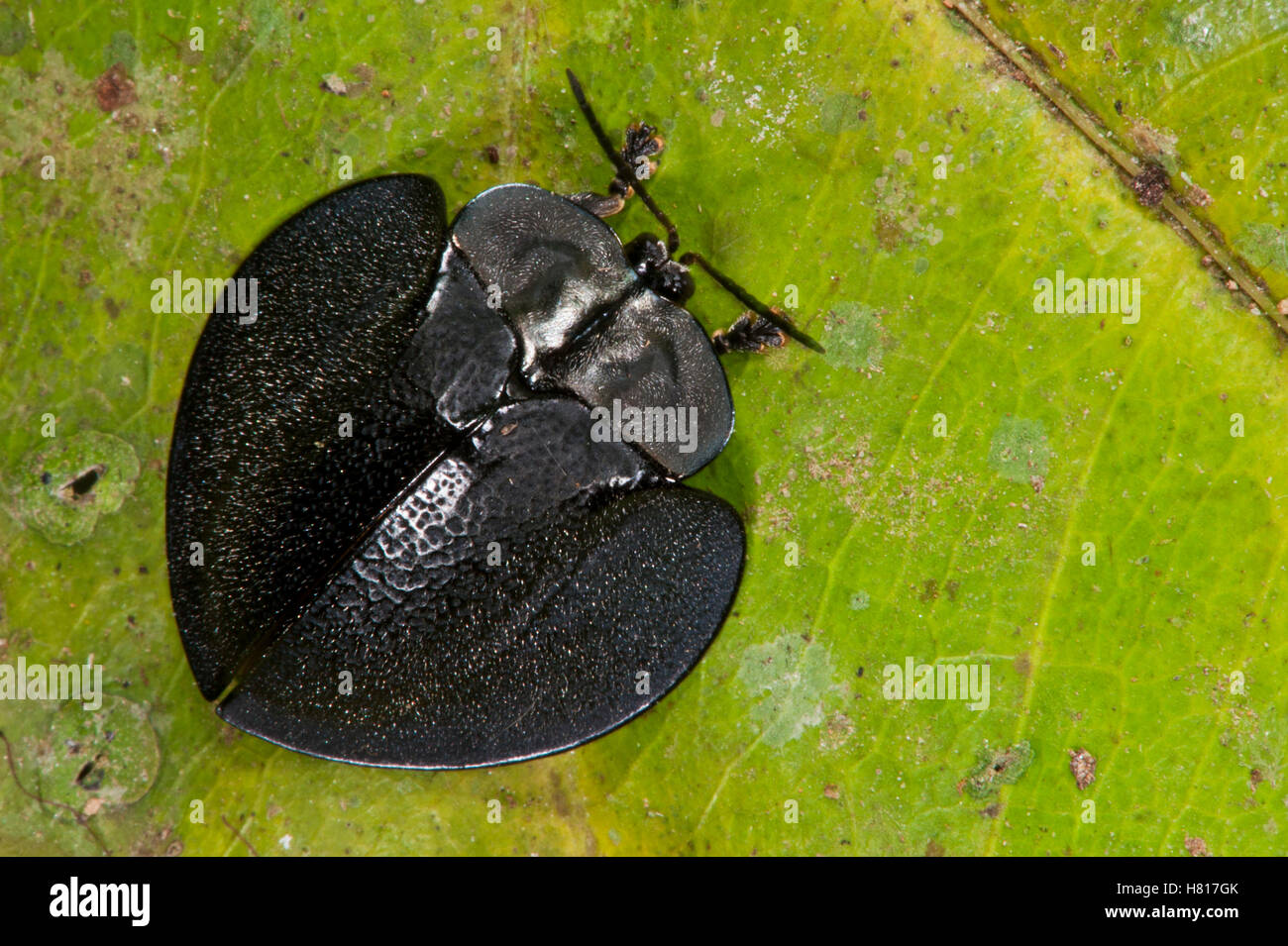 Leaf Beetle (Discomorpha sp), Yasuni National Park, Amazon, Ecuador ...