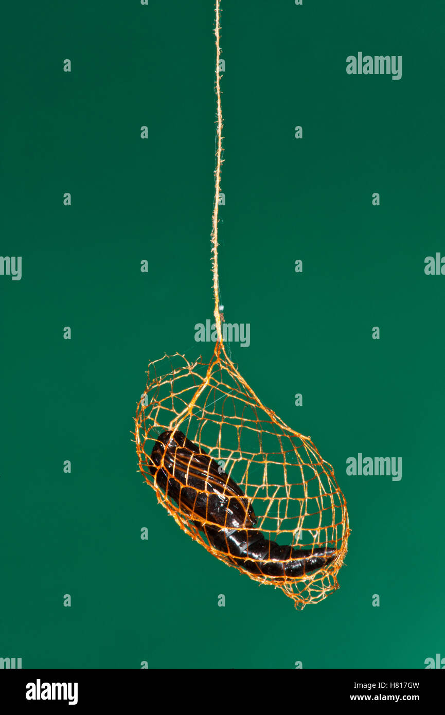 False Burnet Moth (Urodus sp) cocoon with pupa, Yasuni National Park ...