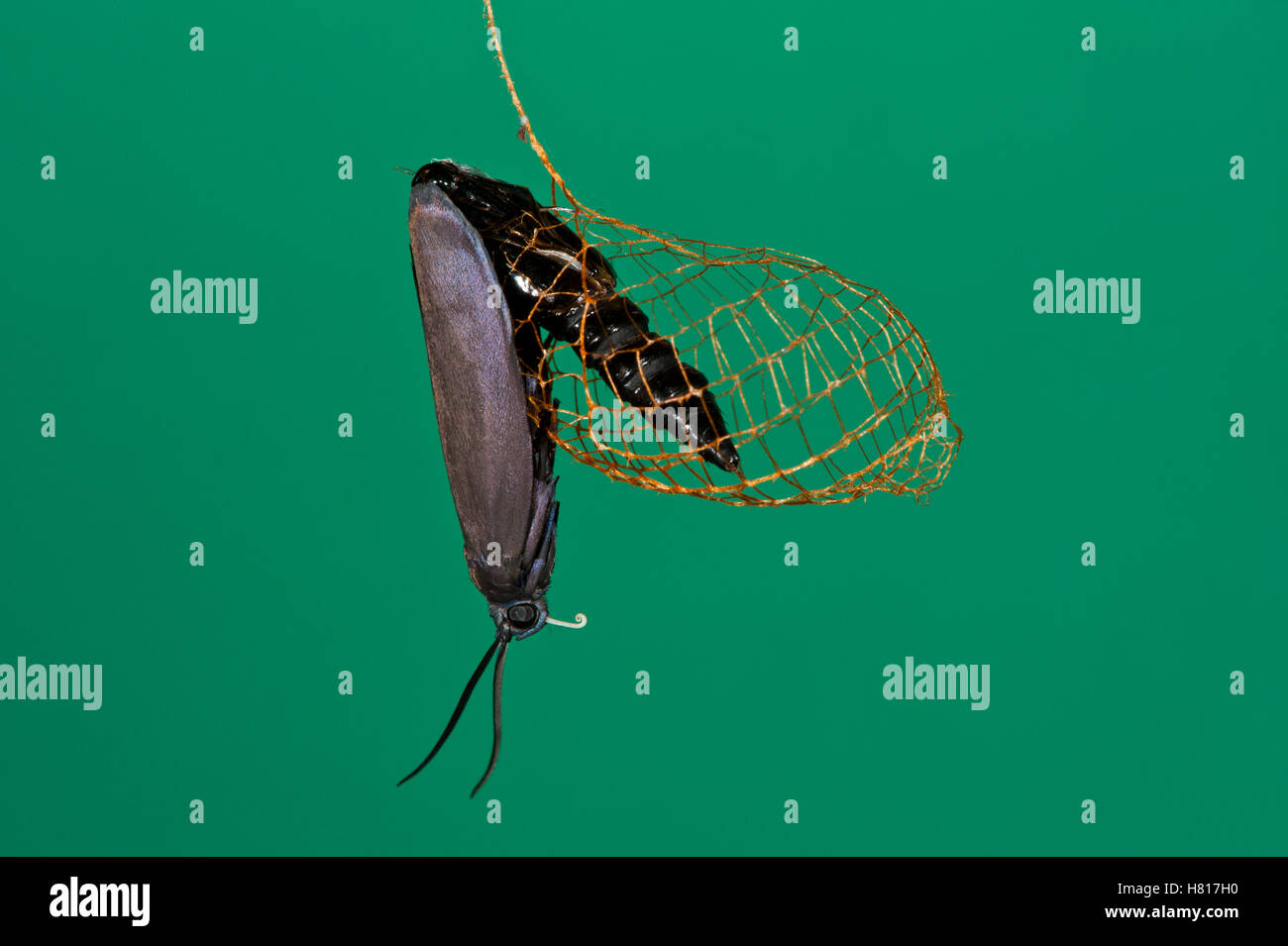 False Burnet Moth (Urodus sp) emerging from cocoon, Yasuni National Park, Amazon, Ecuador Stock ...