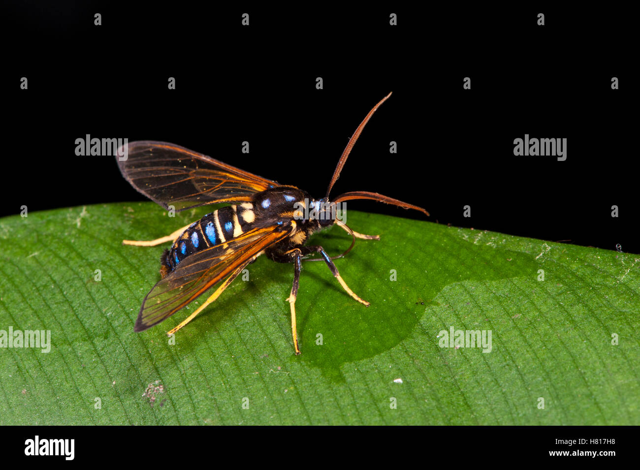 Tiger Moth (Arctiidae), Yasuni National Park, Amazon, Ecuador Stock ...