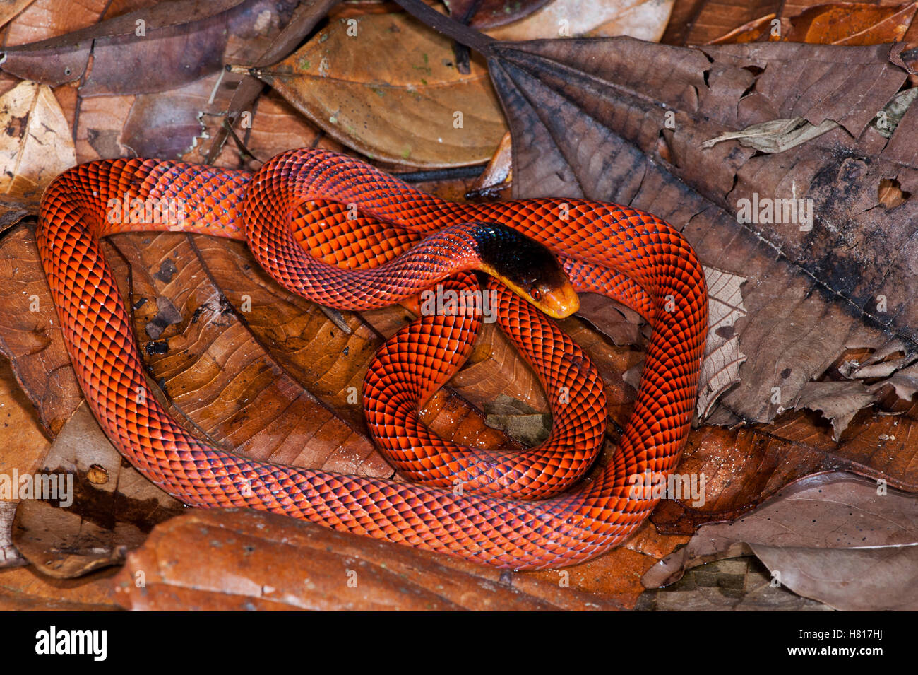 Yellow-headed Calico Snake (Oxyrhopus formosus), Yasuni National Park ...