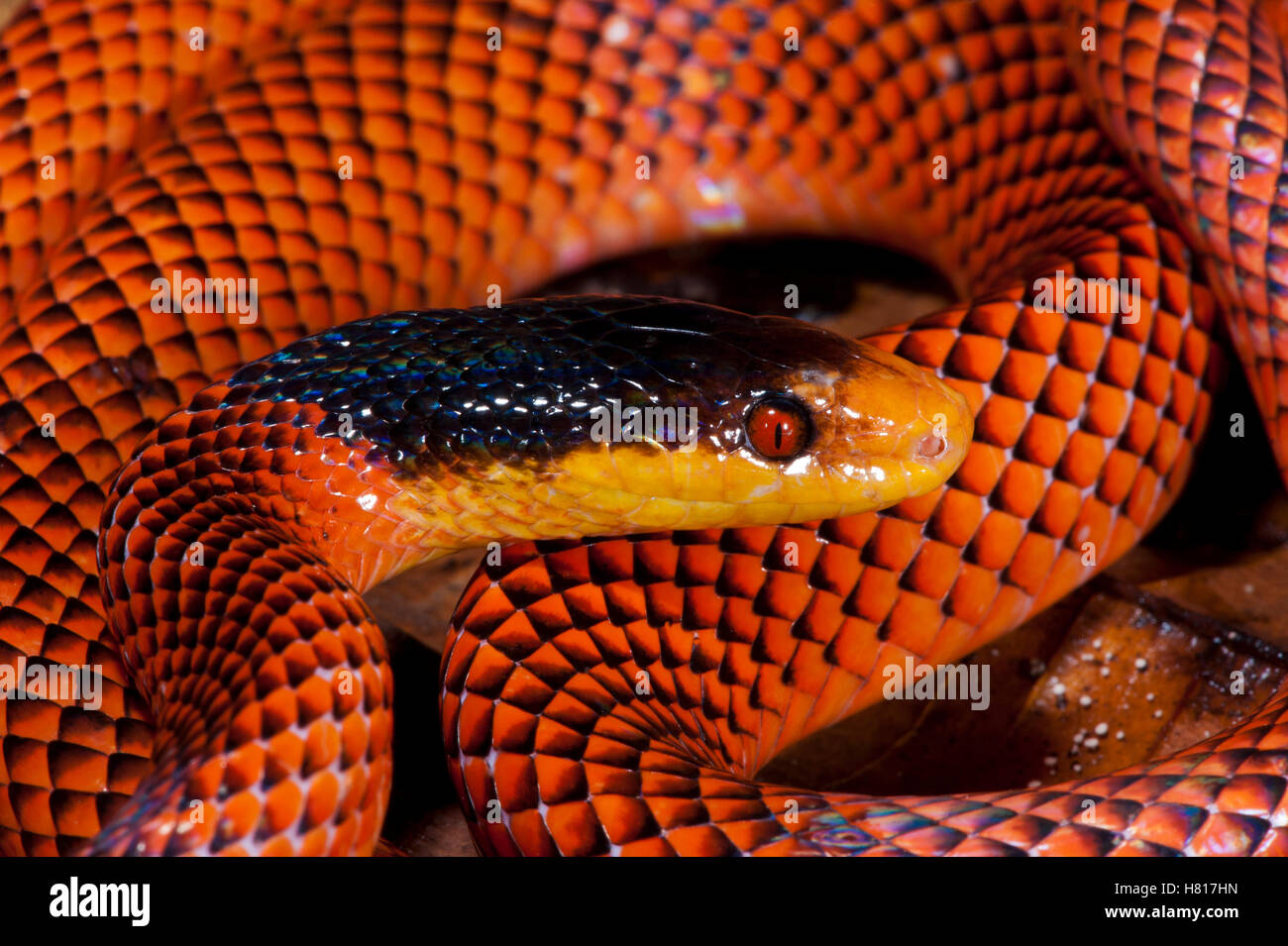 Yellow-headed Calico Snake (Oxyrhopus formosus), Yasuni National Park ...
