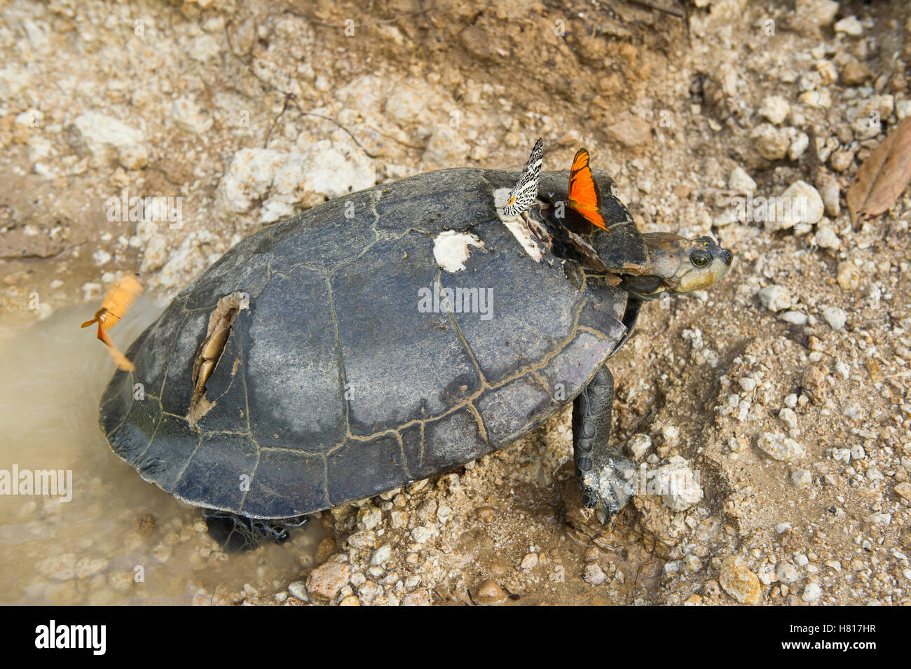 Yellow-spotted Amazon River Turtle (Podocnemis unifilis) injured by ...
