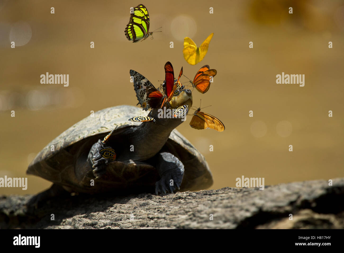 Yellow-spotted Amazon River Turtle (Podocnemis unifilis) sunbathing ...