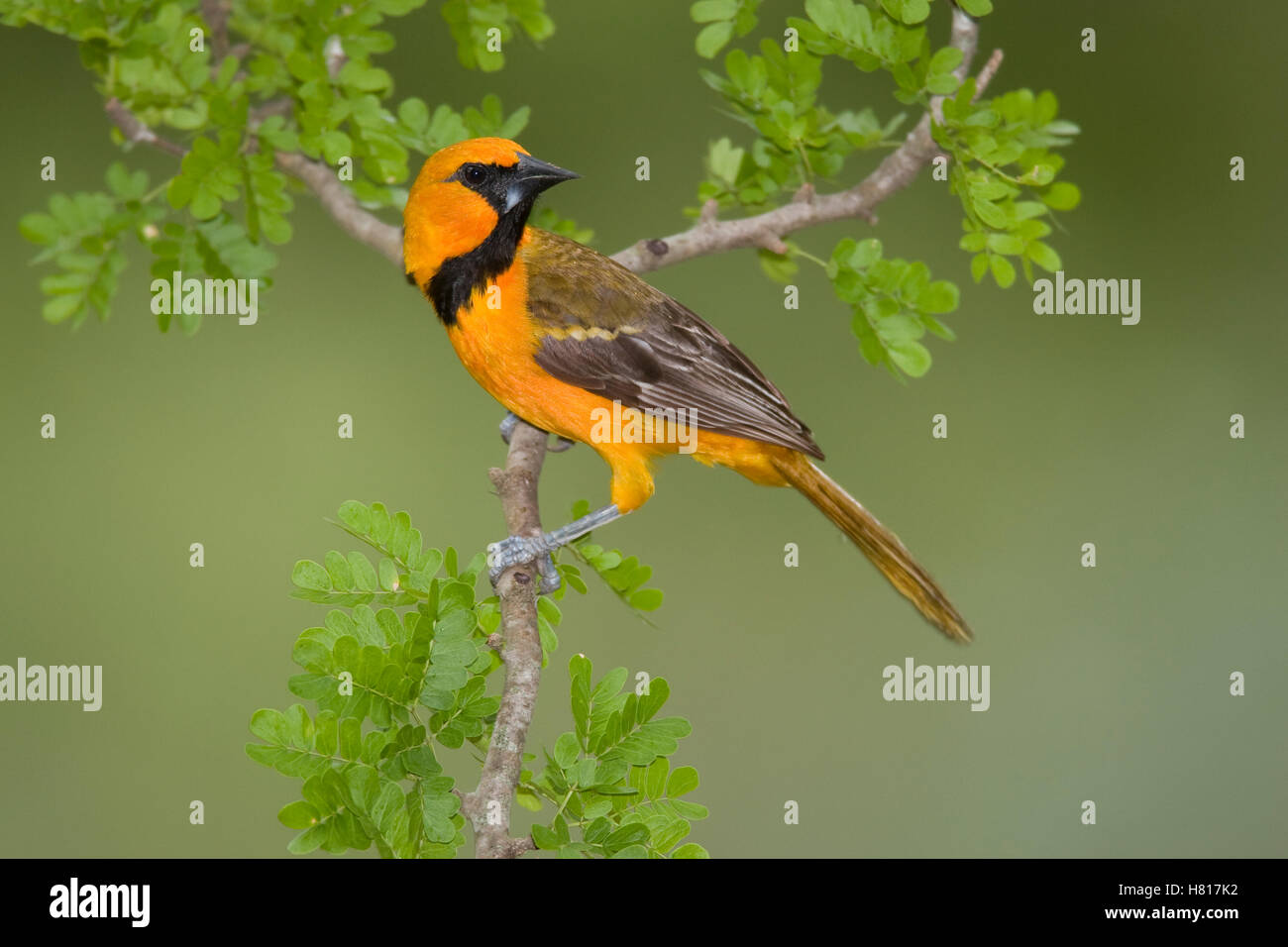 Altamira Oriole (Icterus gularis), Rio Grande Valley, Texas Stock Photo ...