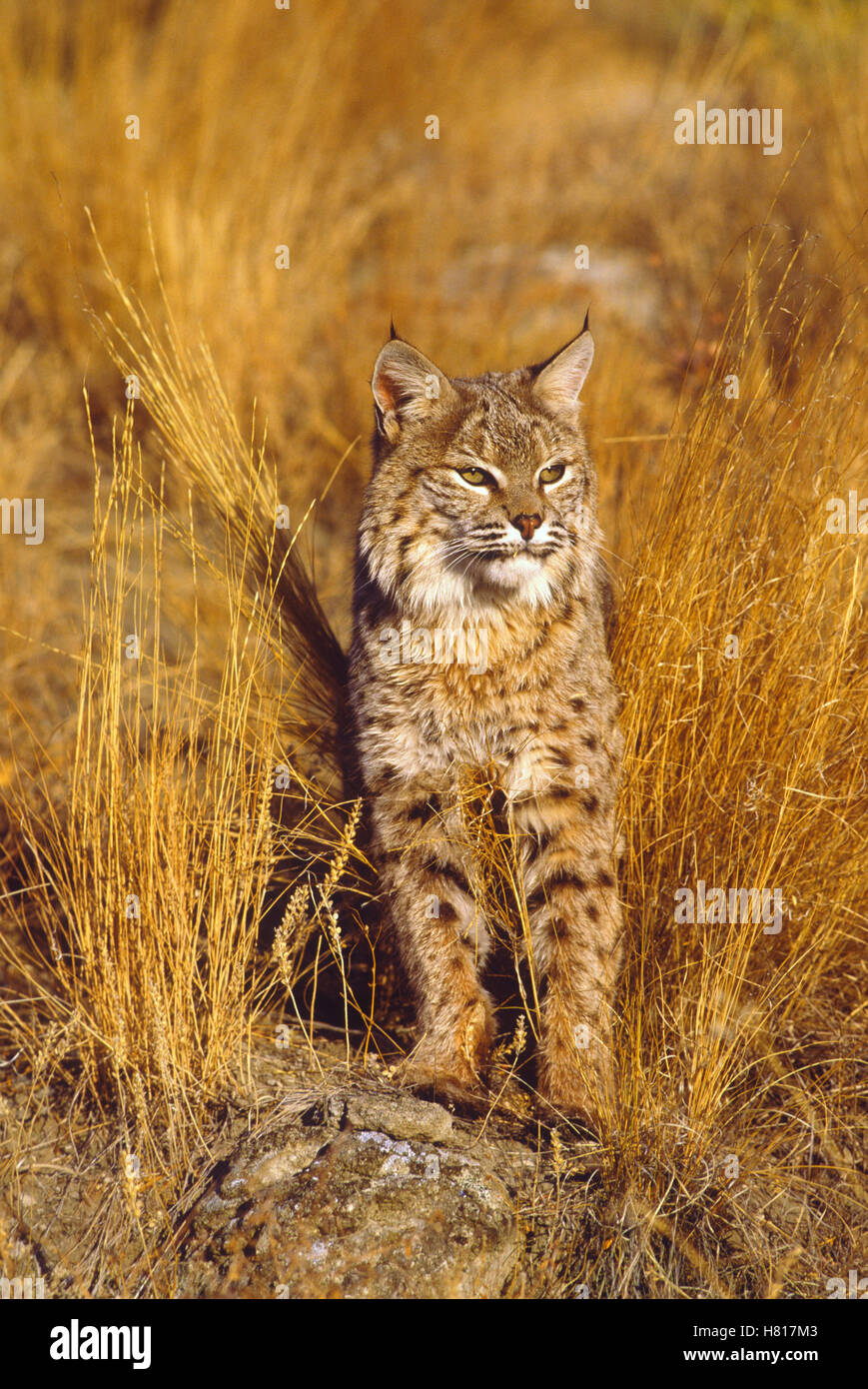 Bobcat (Lynx rufus), North America Stock Photo - Alamy