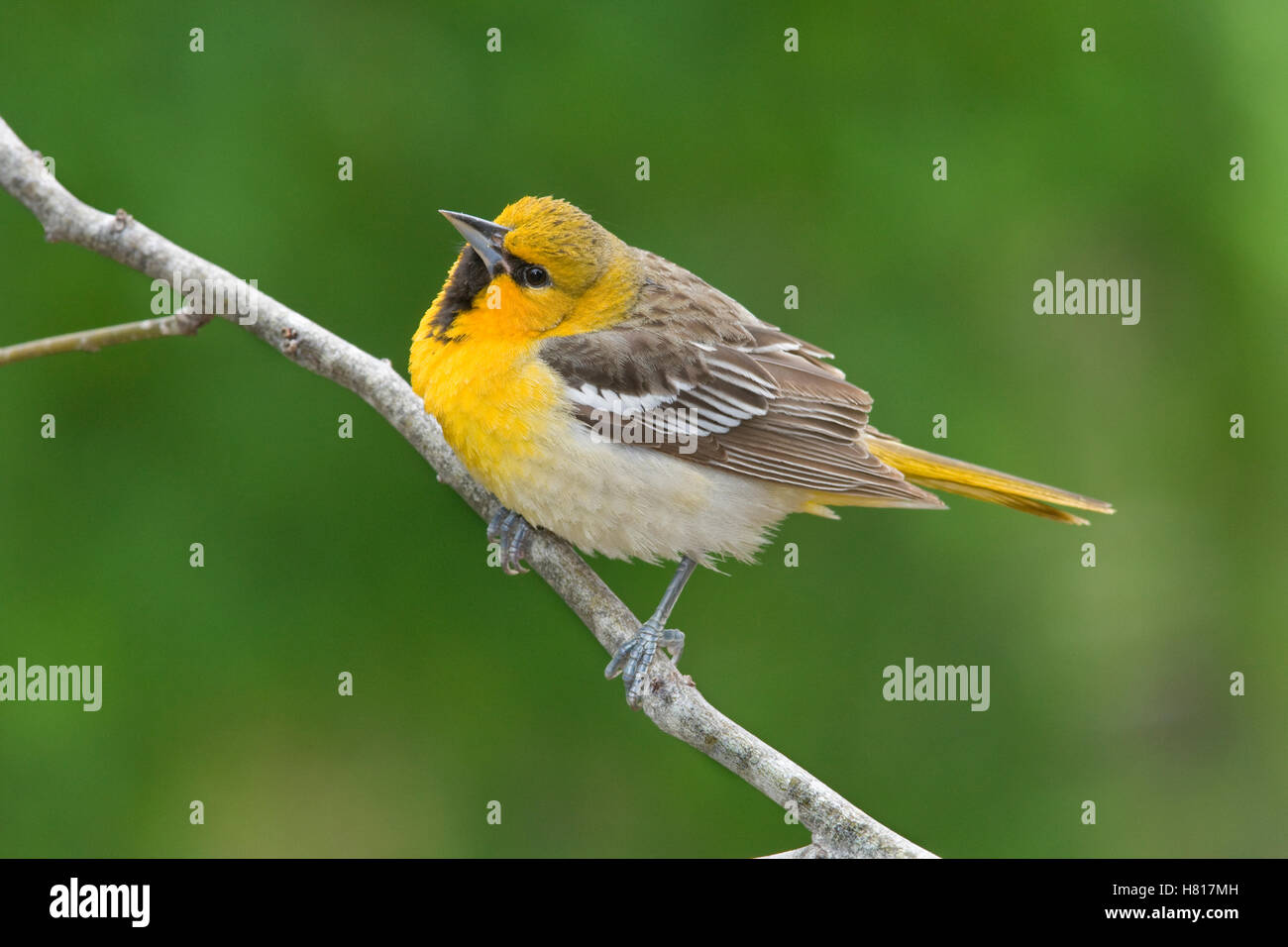 Bullock's Oriole (Icterus bullockii) sub-adult female, Rio Grande ...