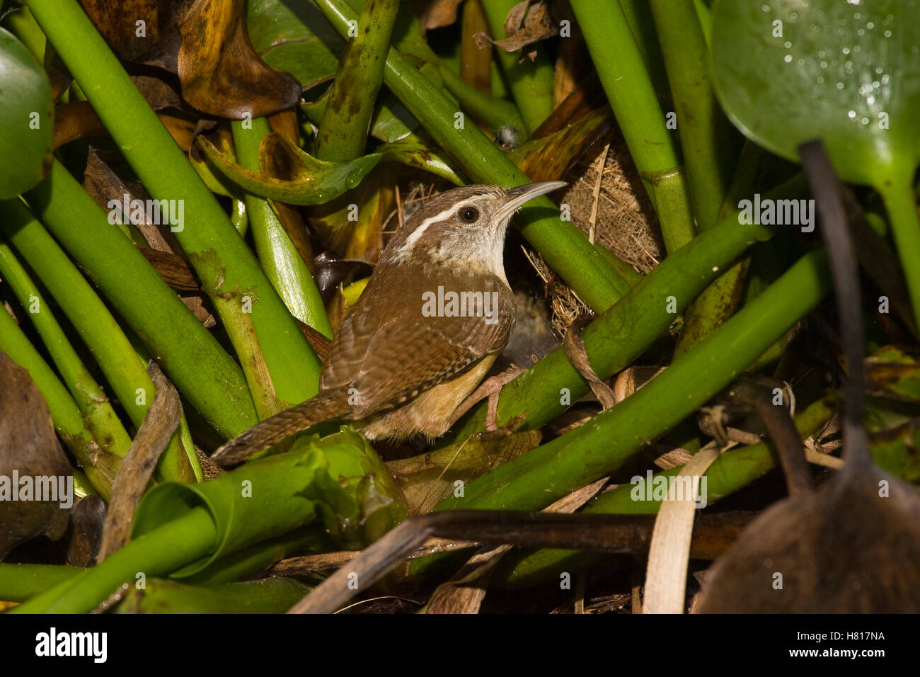 Carolina Wren (Thryothorus ludovicianus), Rio Grande Valley, Texas ...