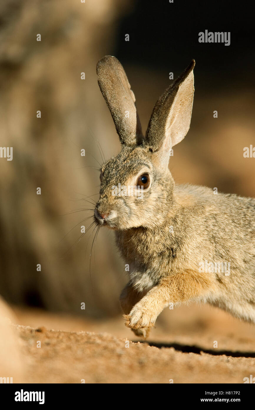 Desert Cottontail (Sylvilagus audubonii) running, Santa Rita Mountains ...