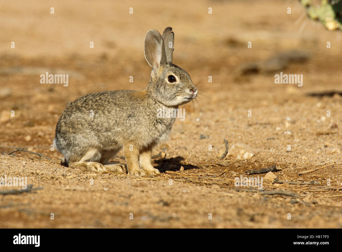 Desert Cottontail (Sylvilagus audubonii), Santa Rita Mountains, Arizona ...