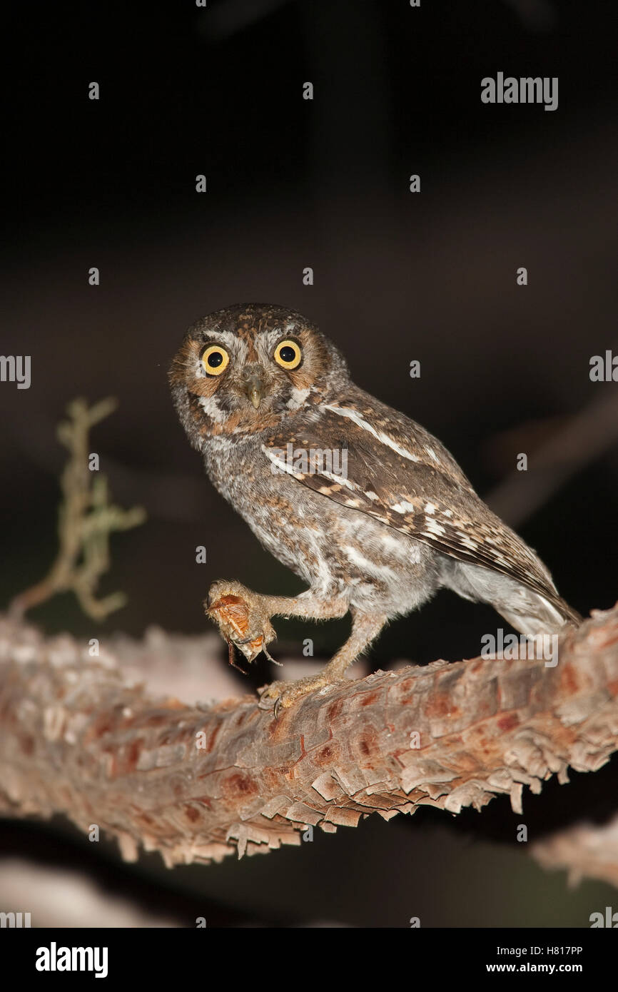 Elf Owl (Micrathene whitneyi) with insect prey, Santa Rita Mountains ...