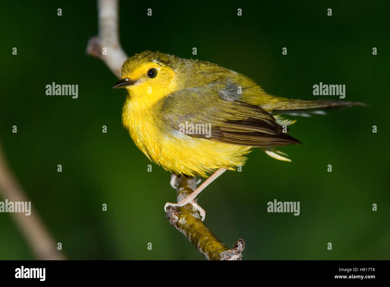 Hooded Warbler (Setophaga citrina) female, Rio Grande Valley, Texas ...