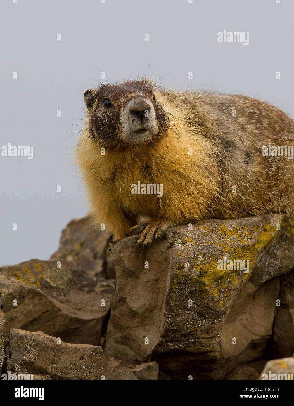 Yellow-bellied Marmot (Marmota flaviventris), British Columbia, Canada ...