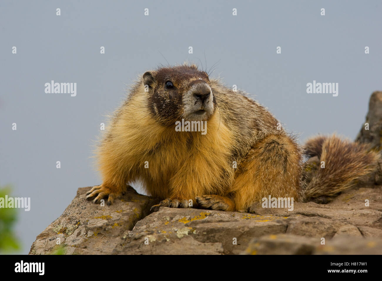 Yellow-bellied Marmot (Marmota flaviventris), British Columbia, Canada ...