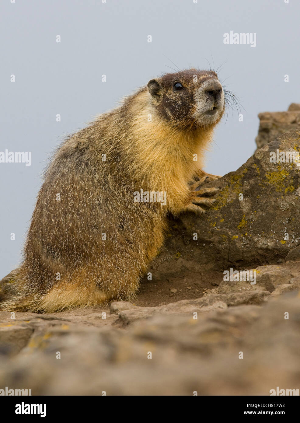 Yellow-bellied Marmot (Marmota flaviventris), British Columbia, Canada ...