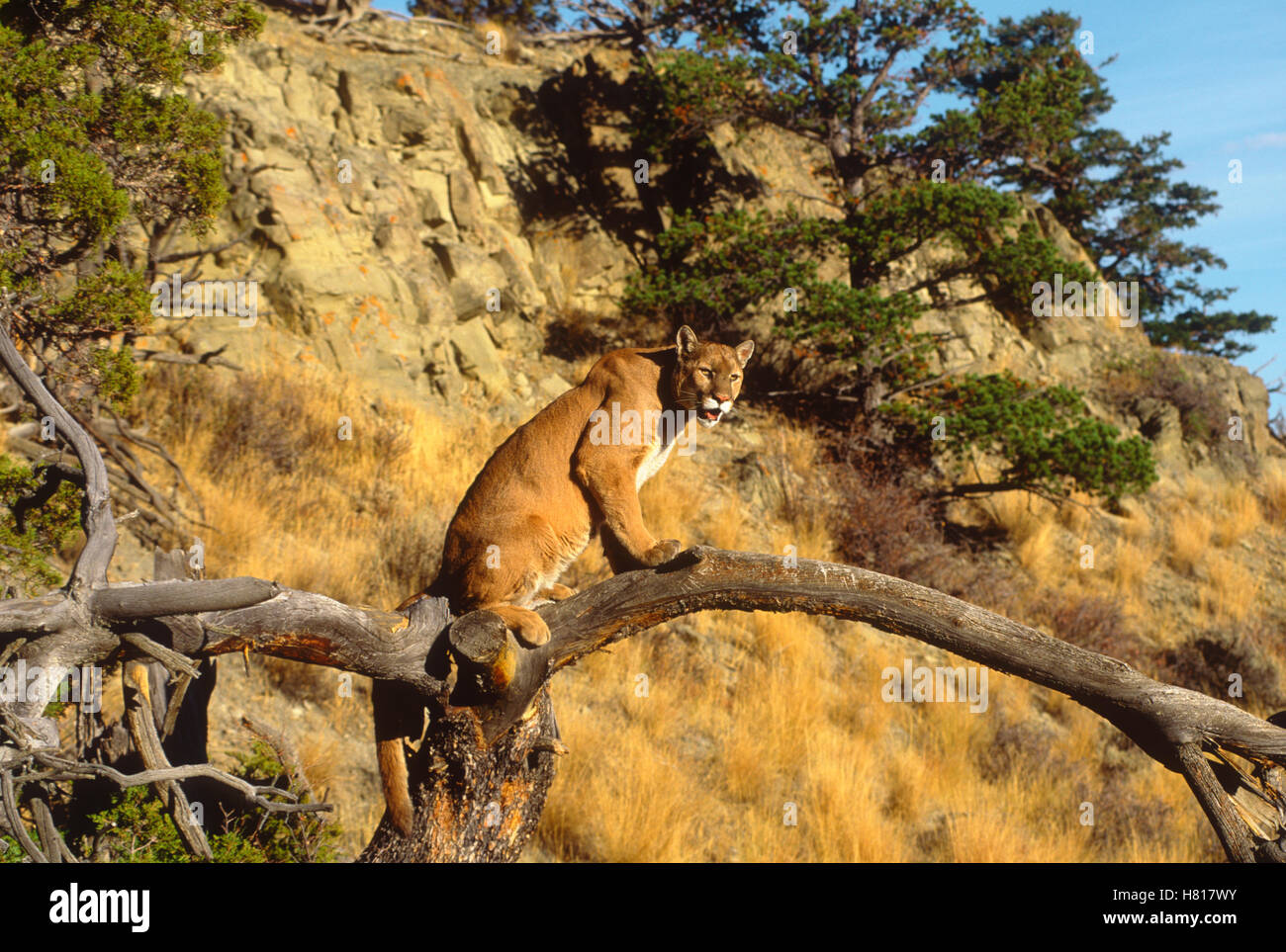 Mountain Lion (Puma concolor) in tree, Montana Stock Photo - Alamy