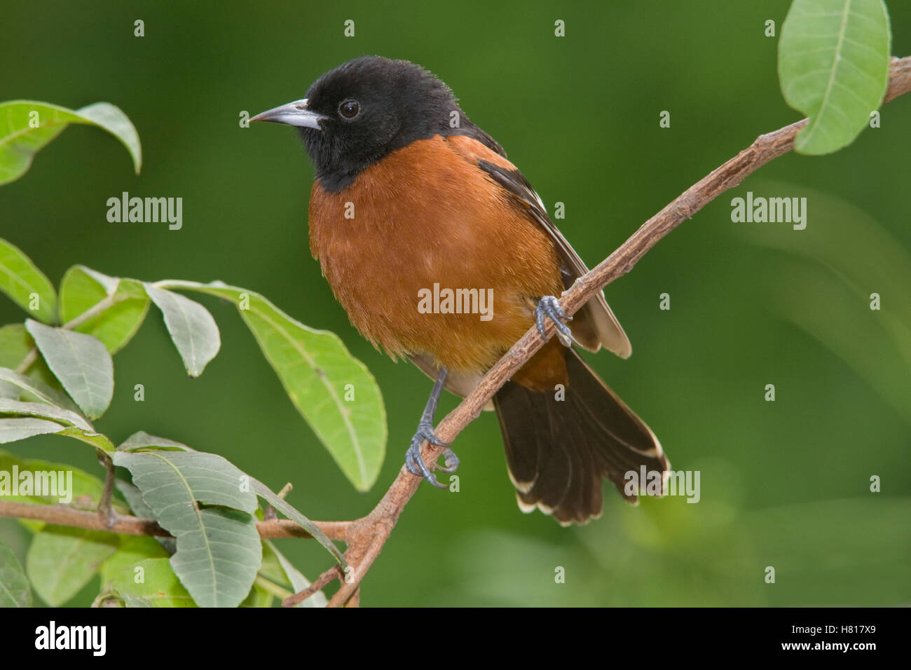 Orchard Oriole (Icterus spurius) male, Rio Grande Valley, Texas Stock ...