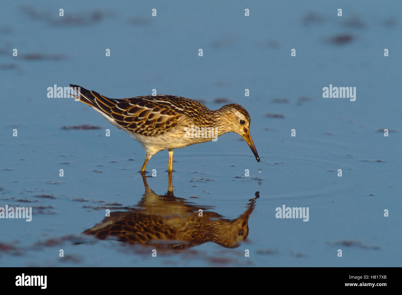 Pectoral Sandpiper (Calidris melanotos) juvenile foraging, Cape May ...