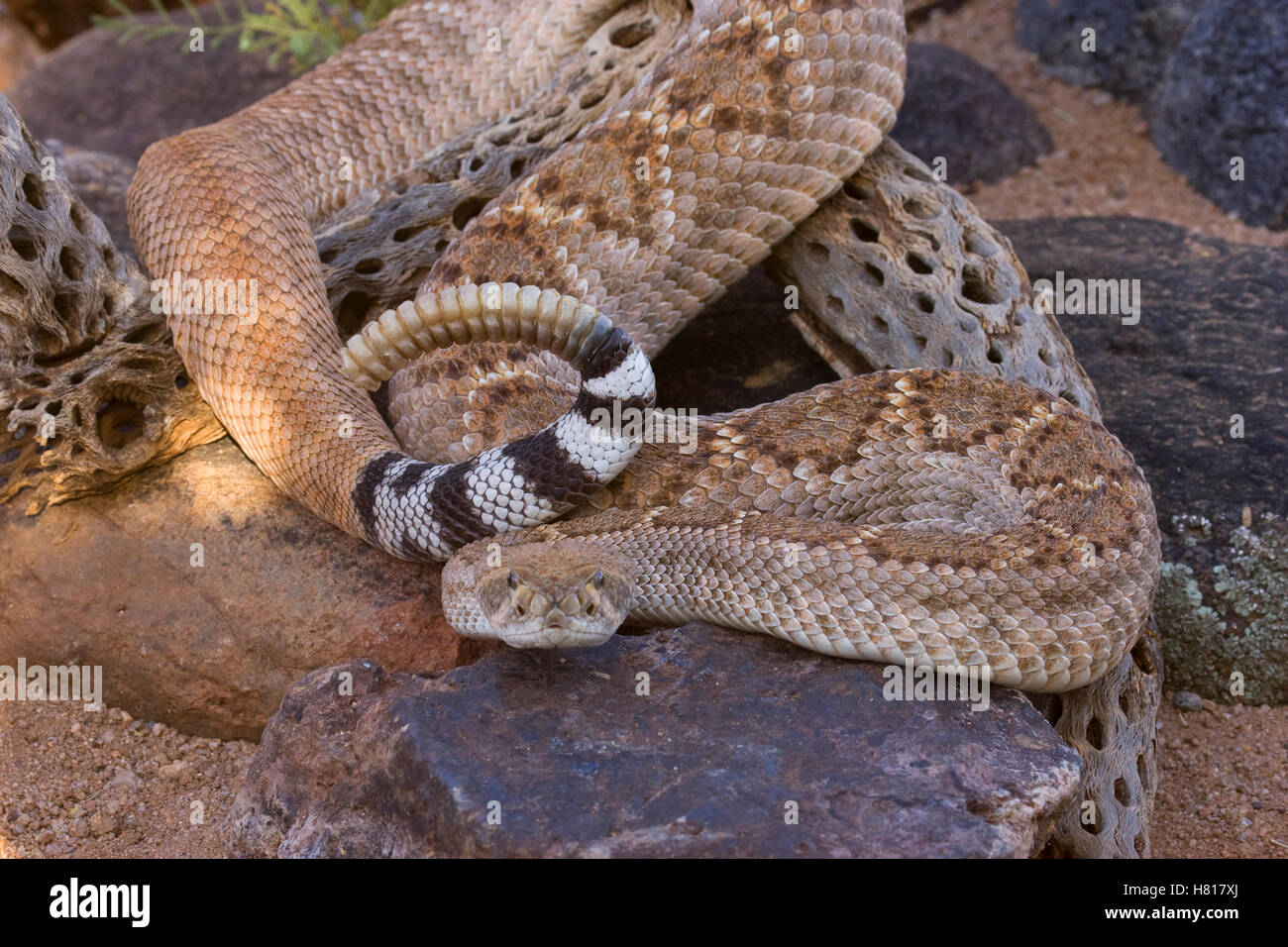 Western Diamondback Rattlesnake (Crotalus atrox), Arizona Stock Photo ...