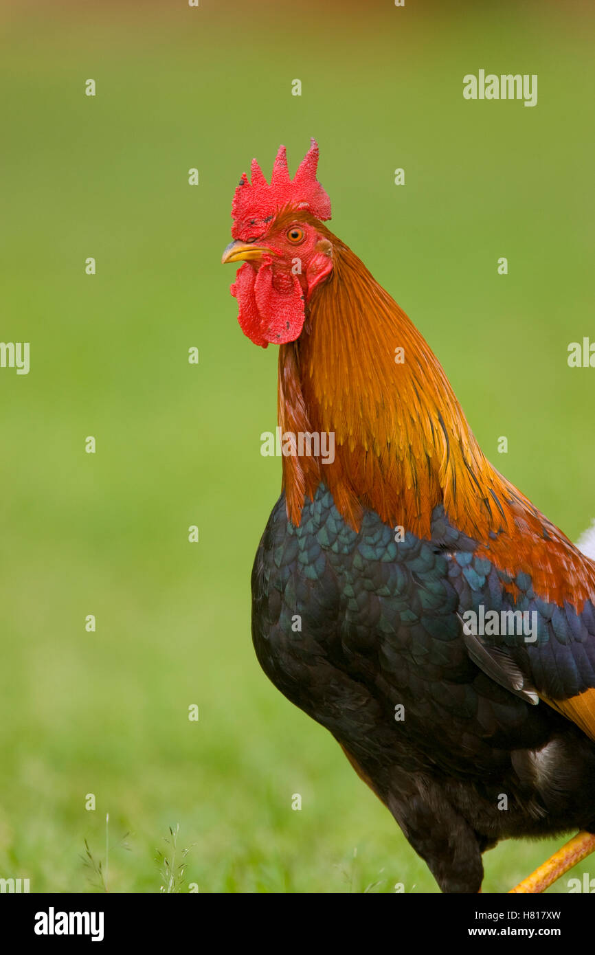 Domestic Chicken (Gallus domesticus) rooster, Kauai, Hawaii Stock Photo ...